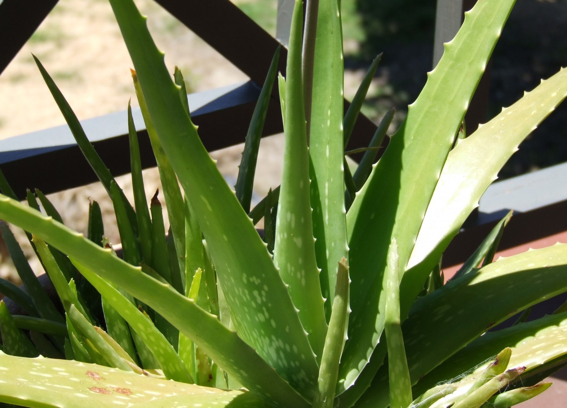 Download Aloe Vera Nature Plant HD Wallpaper