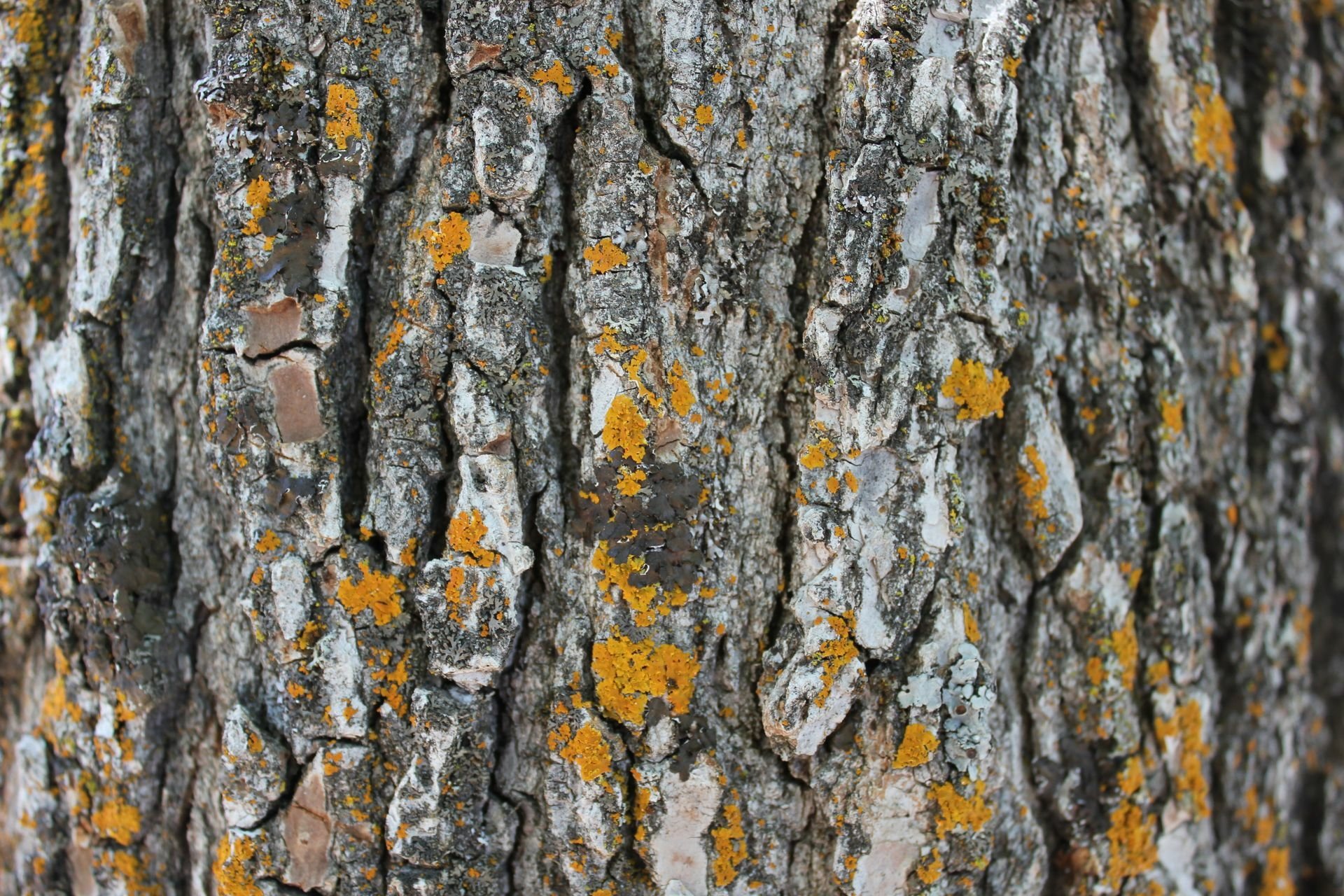 Textured Tree Bark HD Wallpaper by Phaethon