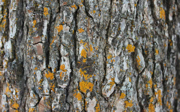 Tree Bark Wallpapers