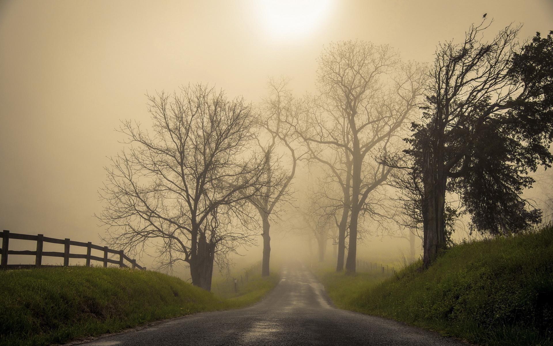 Download Nature Fog HD Wallpaper