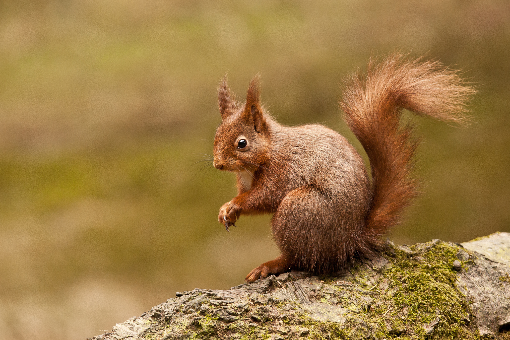 Animal Squirrel HD Wallpaper