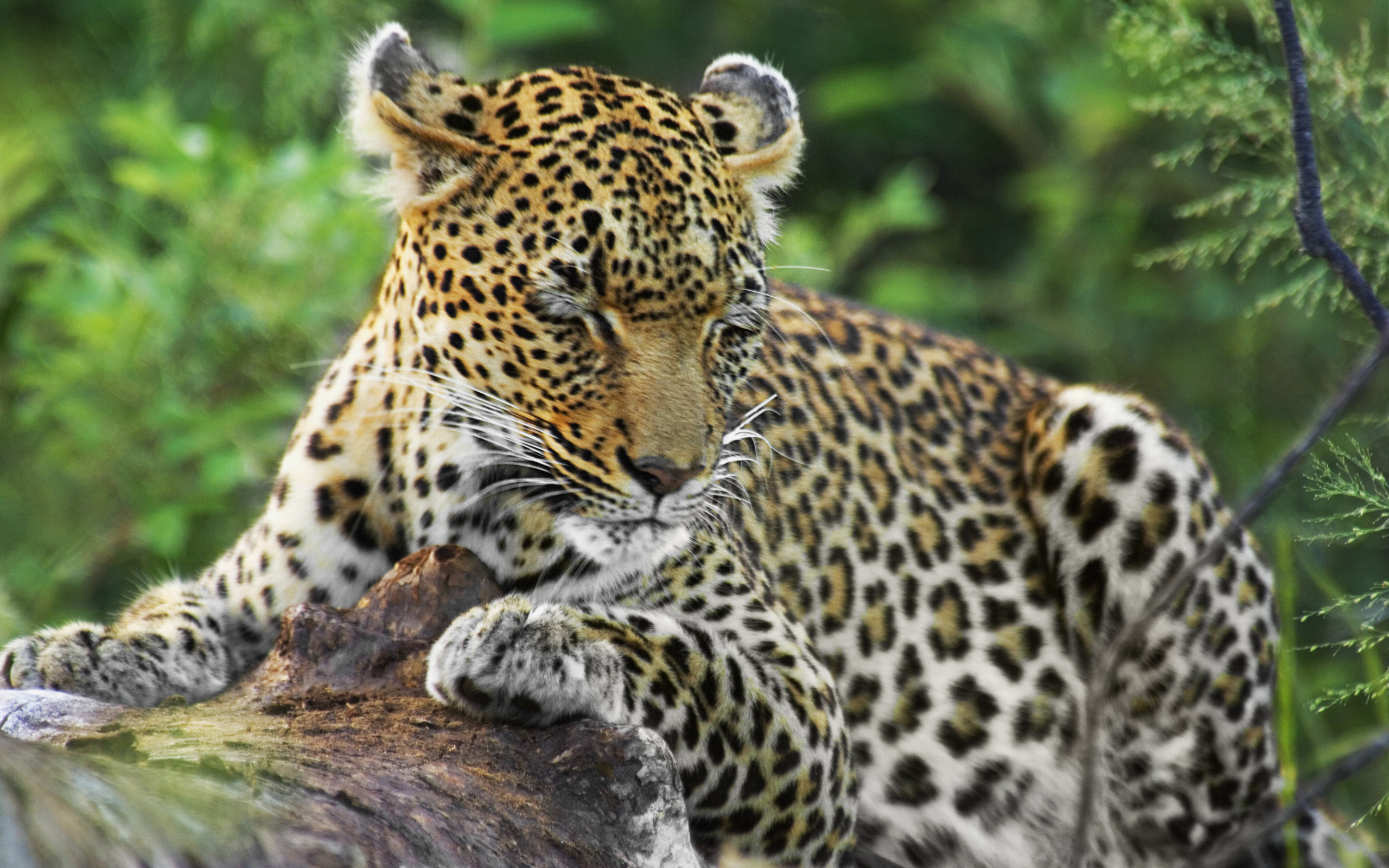 Download Animal Leopard HD Wallpaper