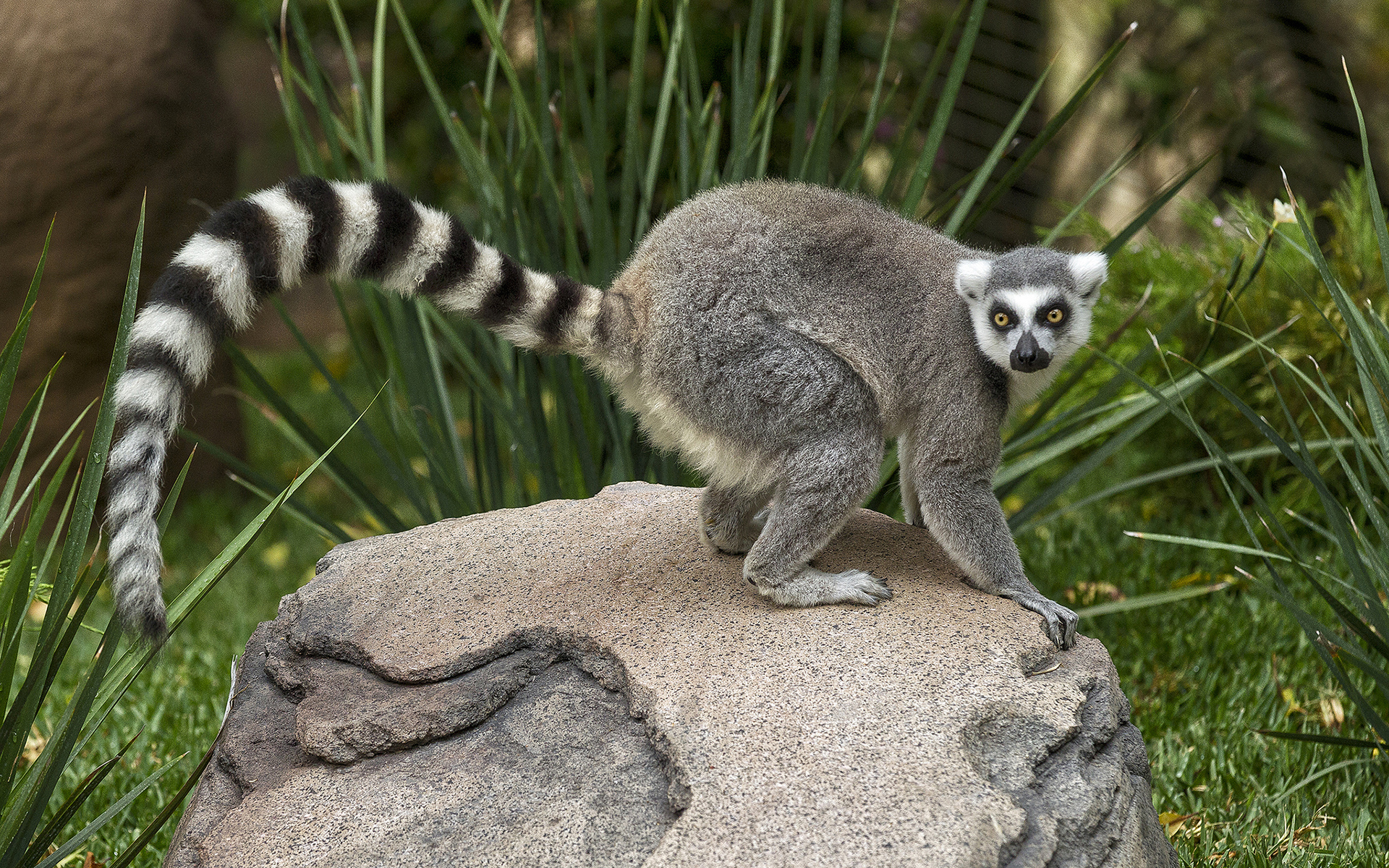 100 Lemur HD Wallpapers And Backgrounds 100 Lemur HD Wallpapers And Backgrounds