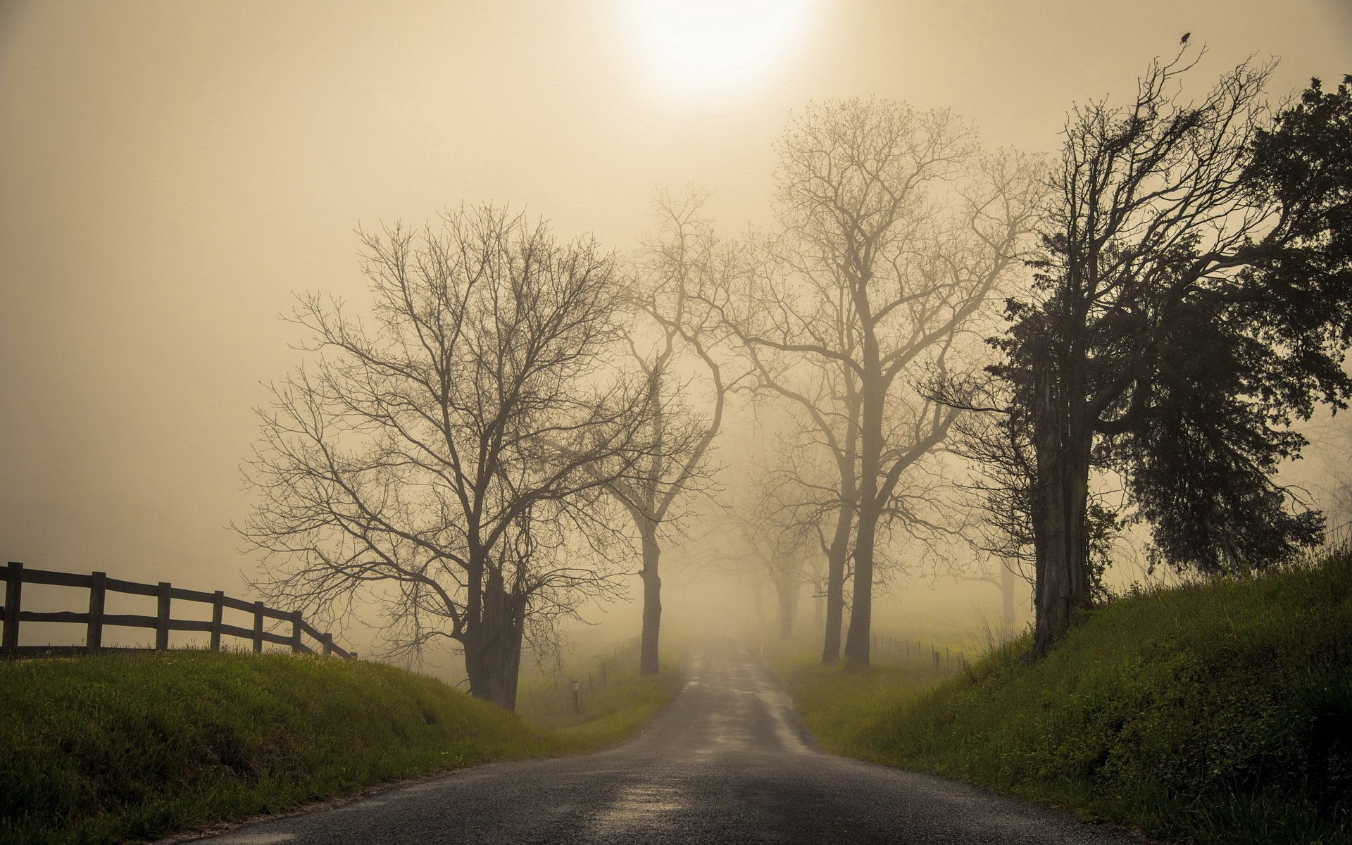 Download Nature Fog HD Wallpaper