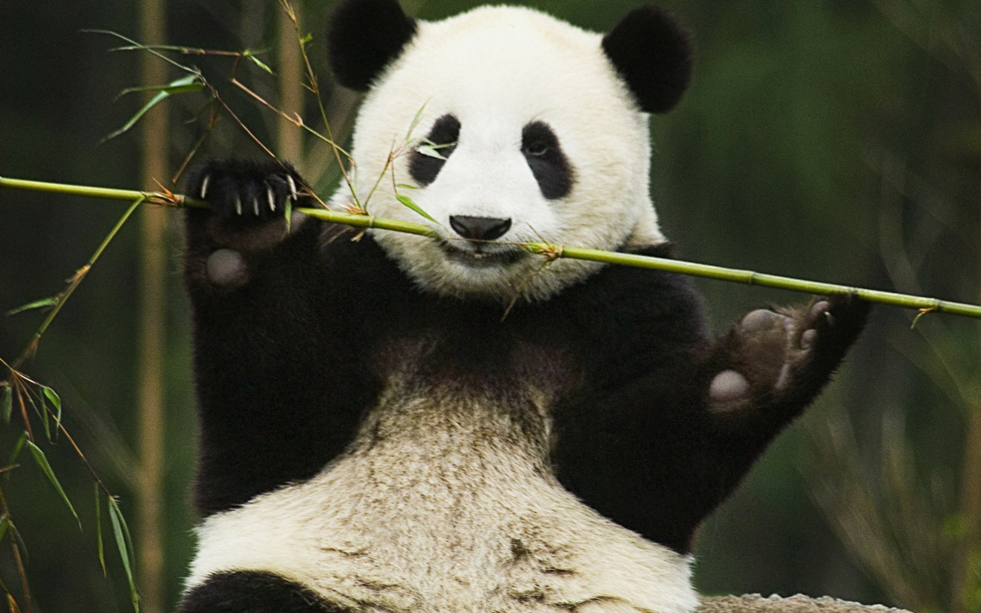 Panda Paradise: A Stunning HD Wallpaper