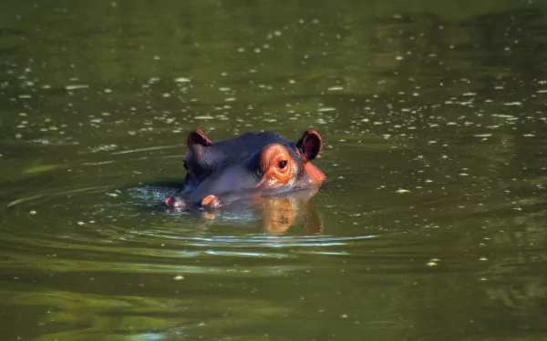 [90+] Hippo Wallpapers