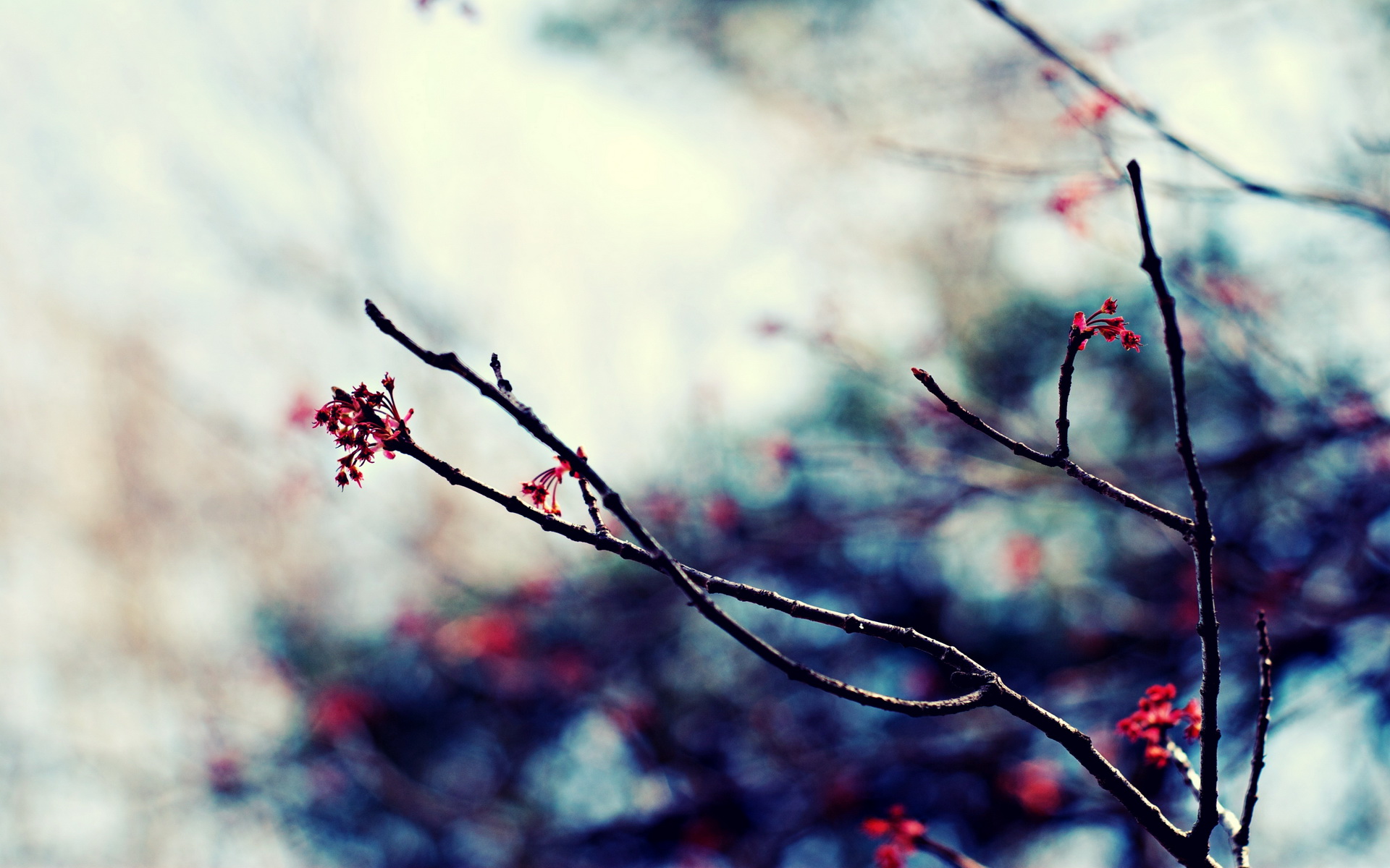 Download Nature Branch HD Wallpaper