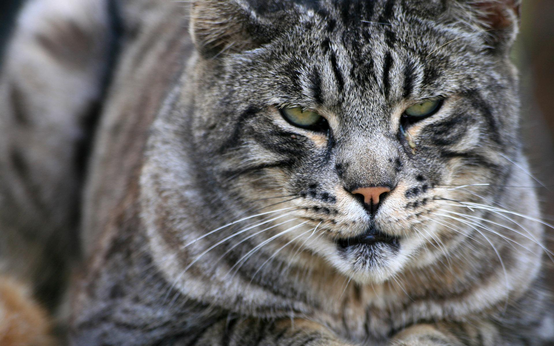 Animal Cat HD Wallpaper