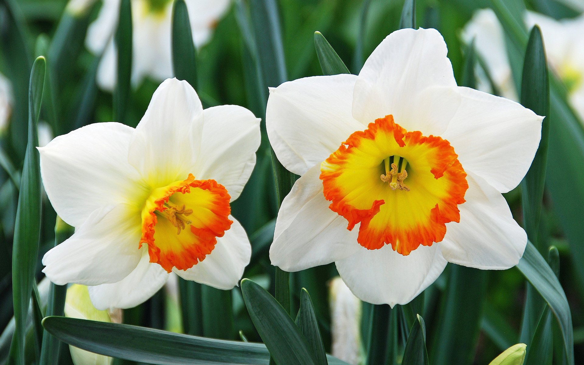 Download Flower Nature Daffodil HD Wallpaper