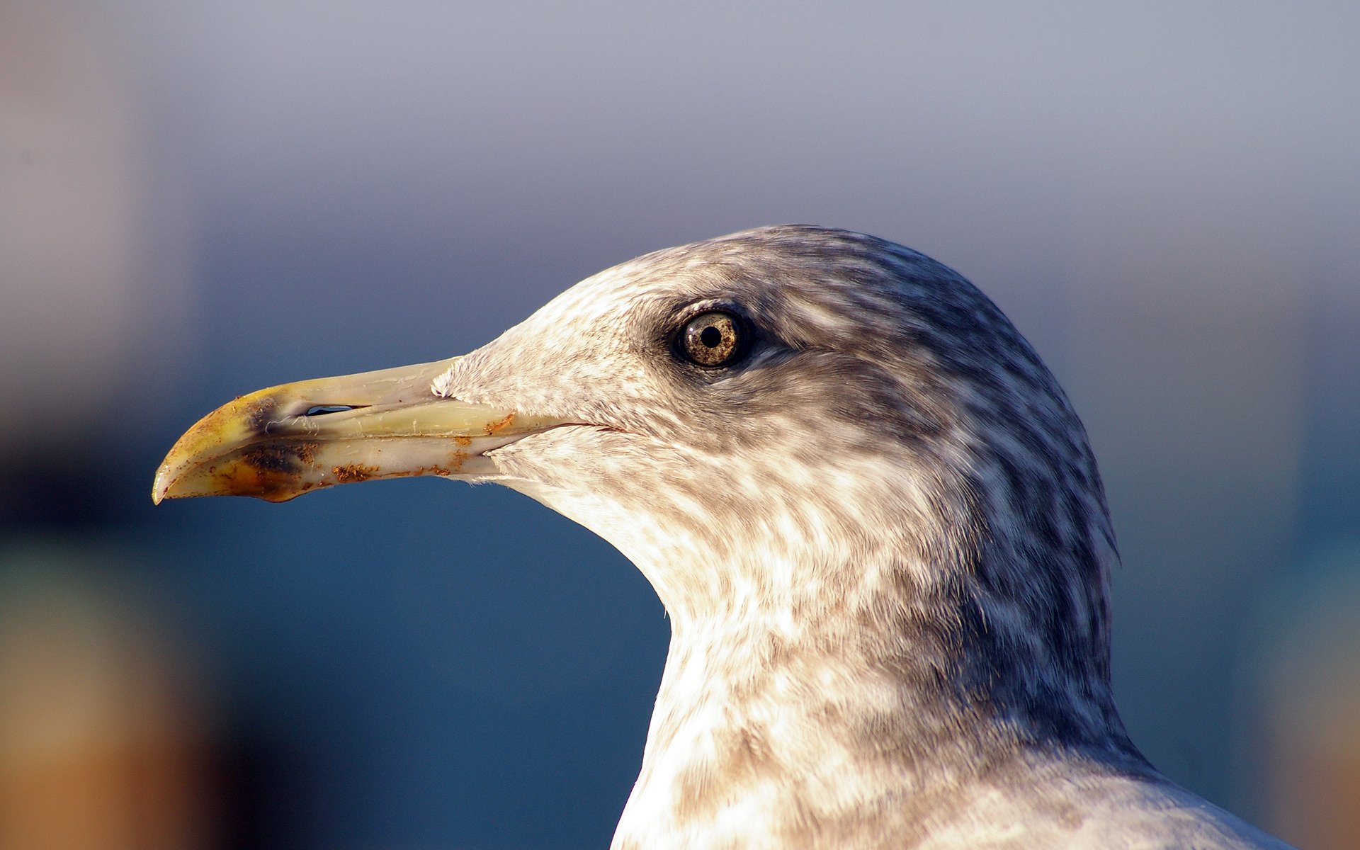 Animal Seagull HD Wallpaper