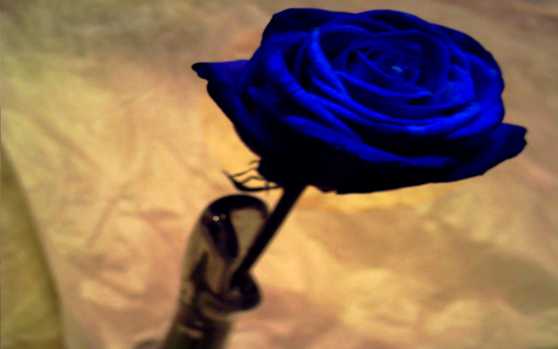 blue rose