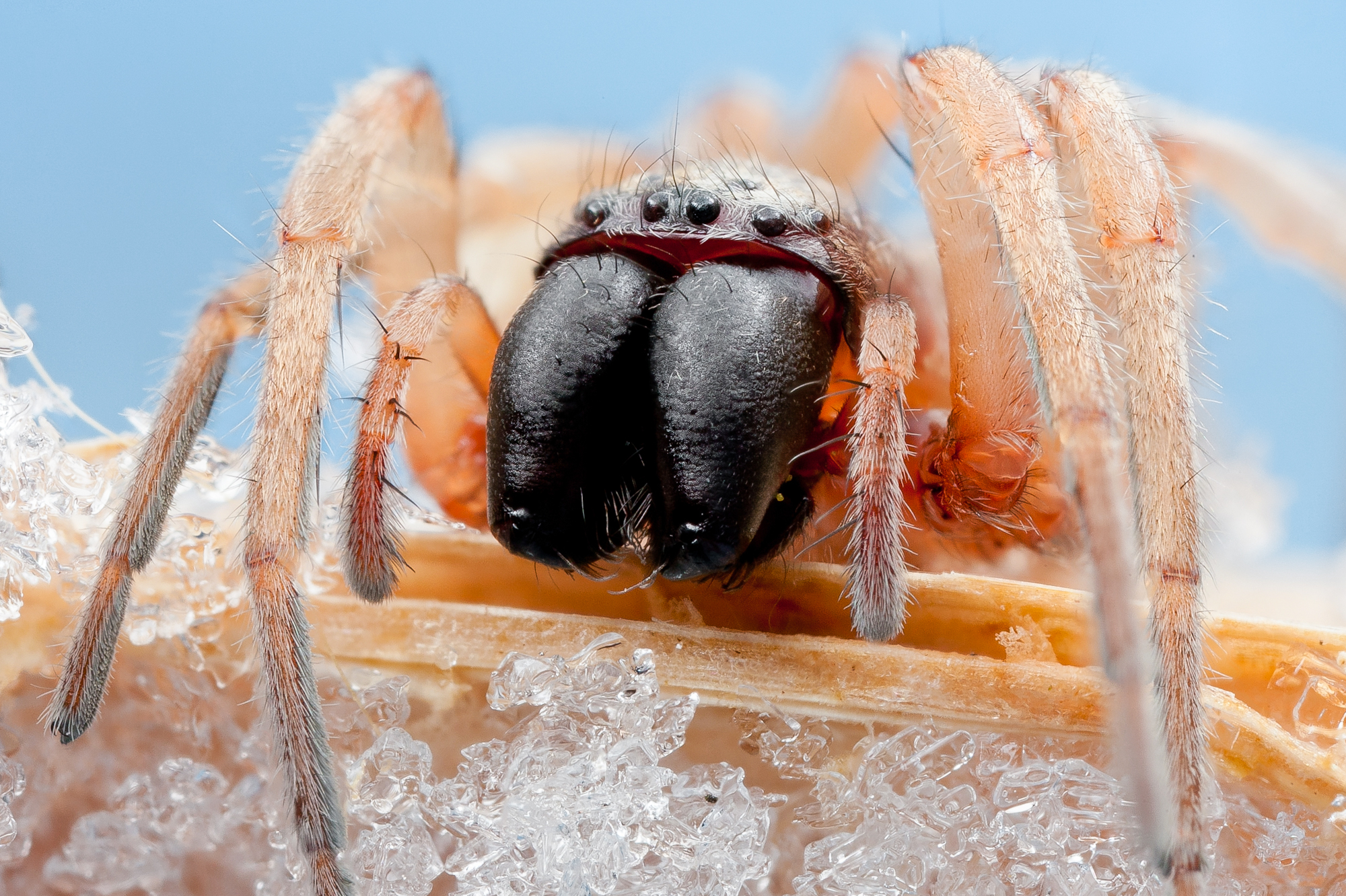 Spiders Computer Wallpaper