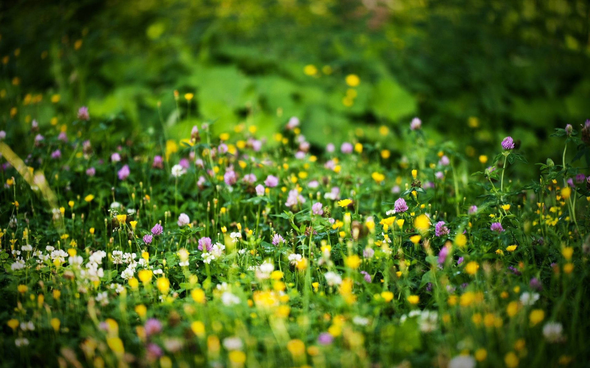 Vibrant Nature: HD Flower Wallpaper | 2560x1600 | Wallpaper Abyss