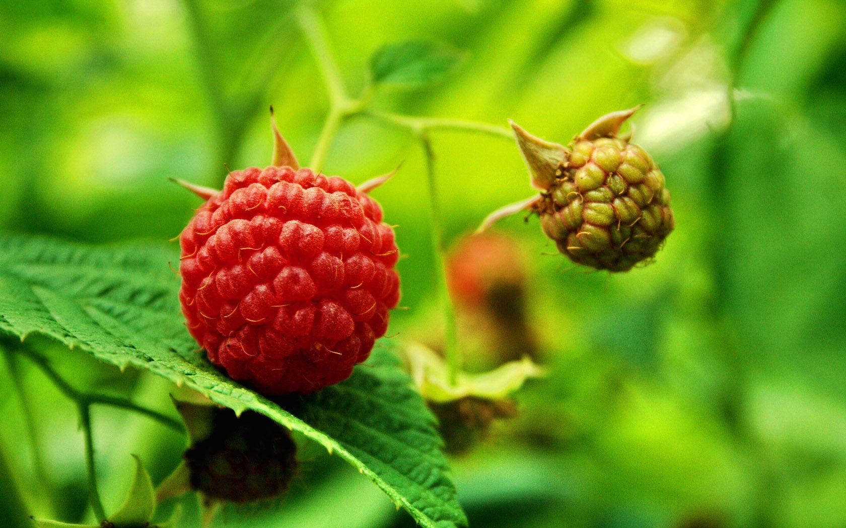 Download Food Raspberry Wallpaper
