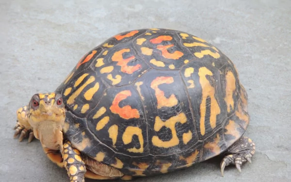 [60+] Turtle 4k Wallpapers