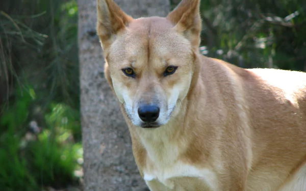 [10+] Dingo Wallpapers