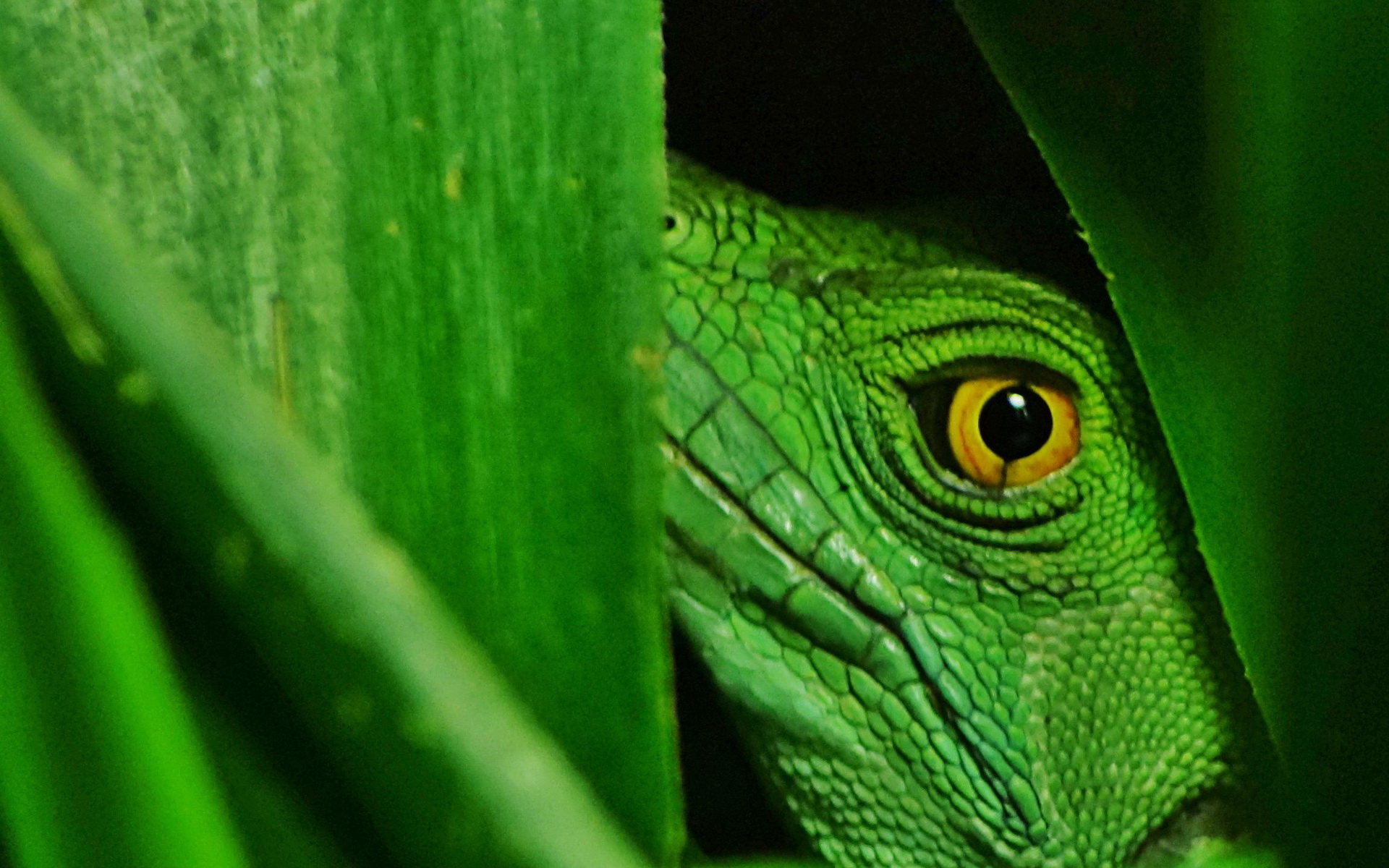 Wallpaper Lizard Hd Wallpapers