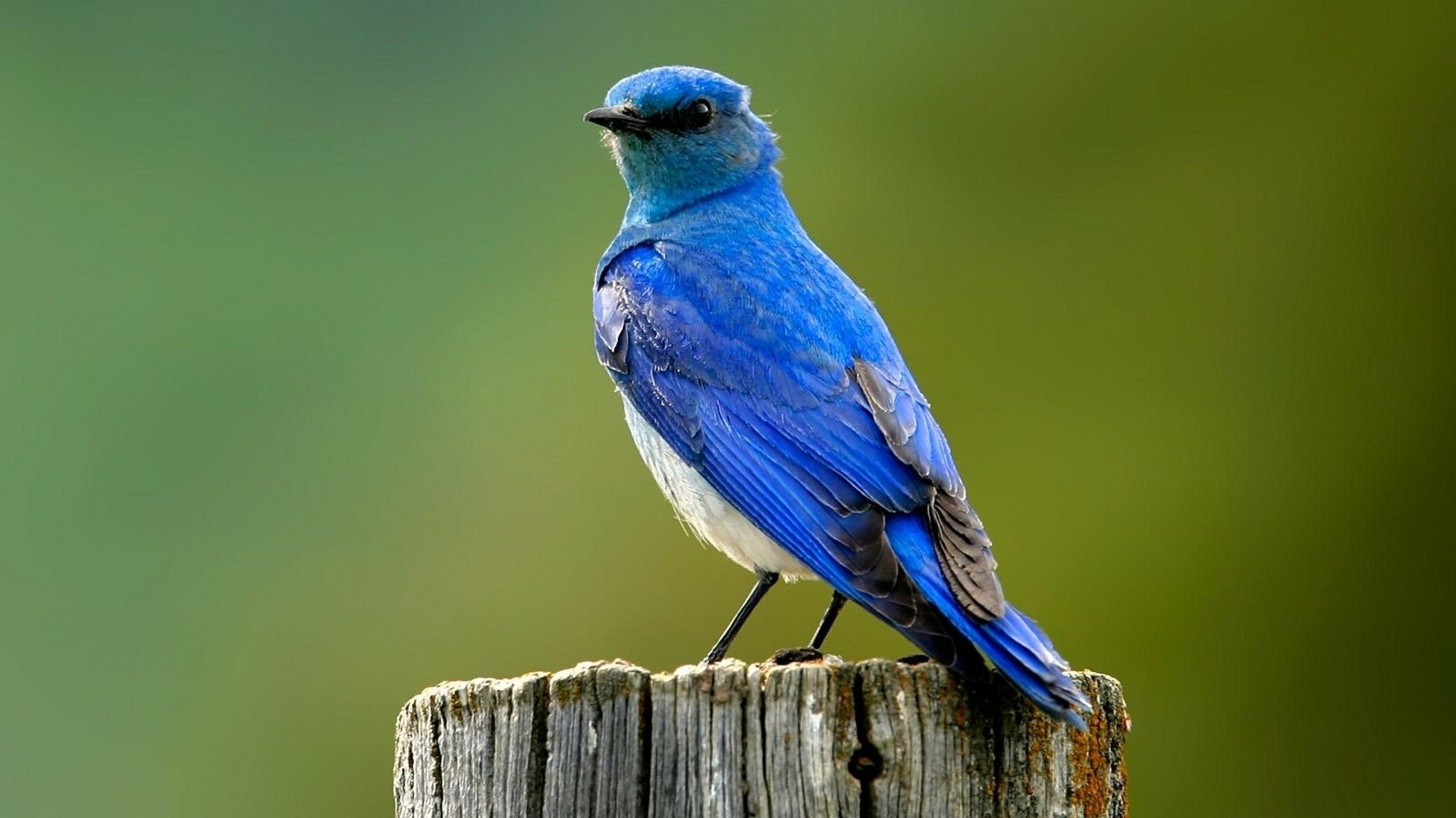 Download Animal Bird HD Wallpaper | 1920x1080 | Wallpaper Abyss