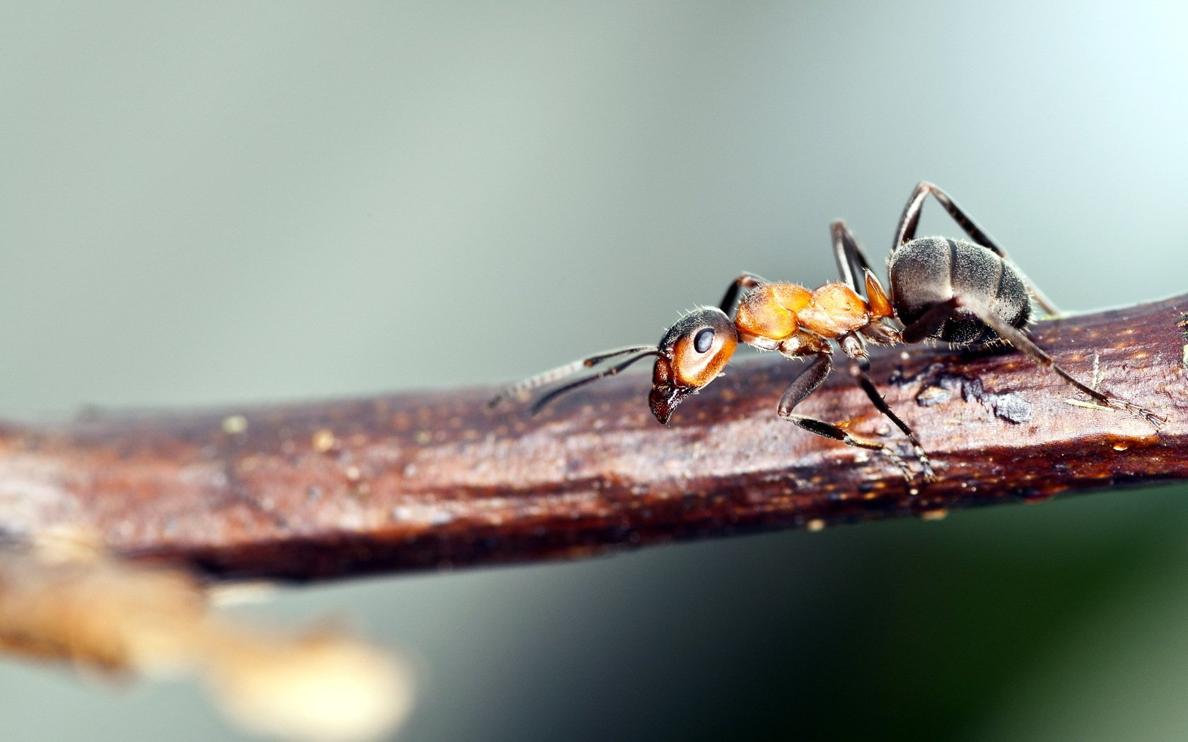 Download Animal Ant Wallpaper