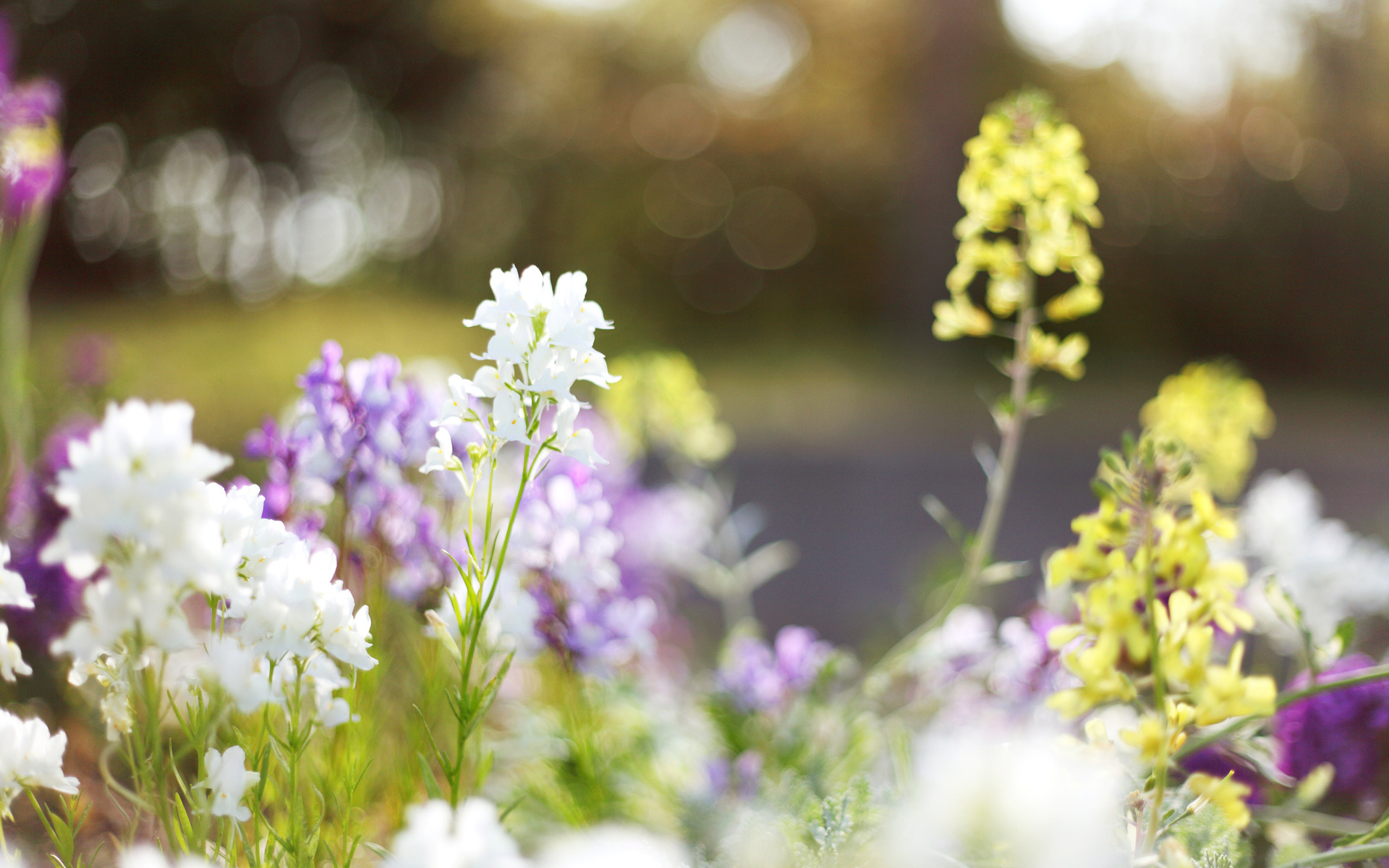 Vibrant Nature Blossoms: Stunning HD Flower Wallpaper