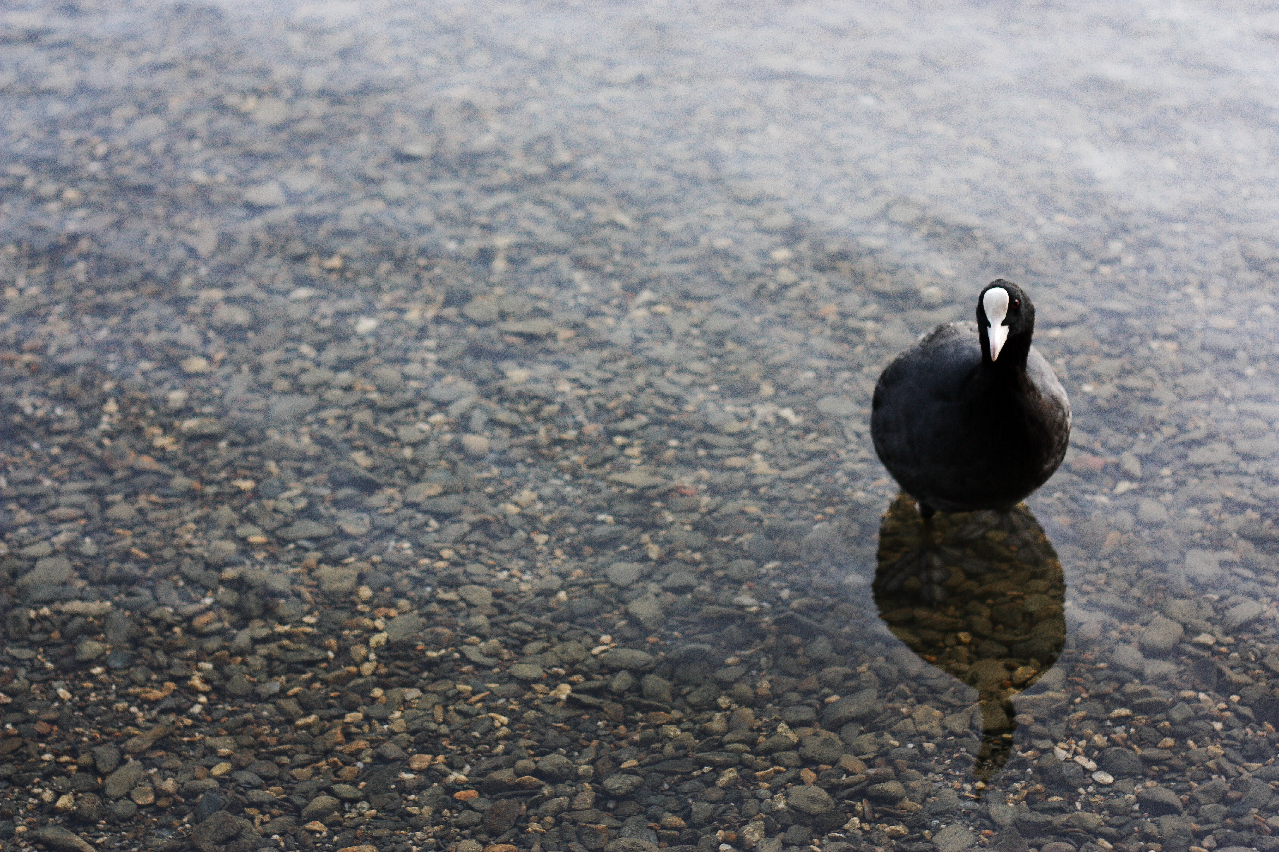 Duck 4k Ultra HD Wallpaper by Vriskson