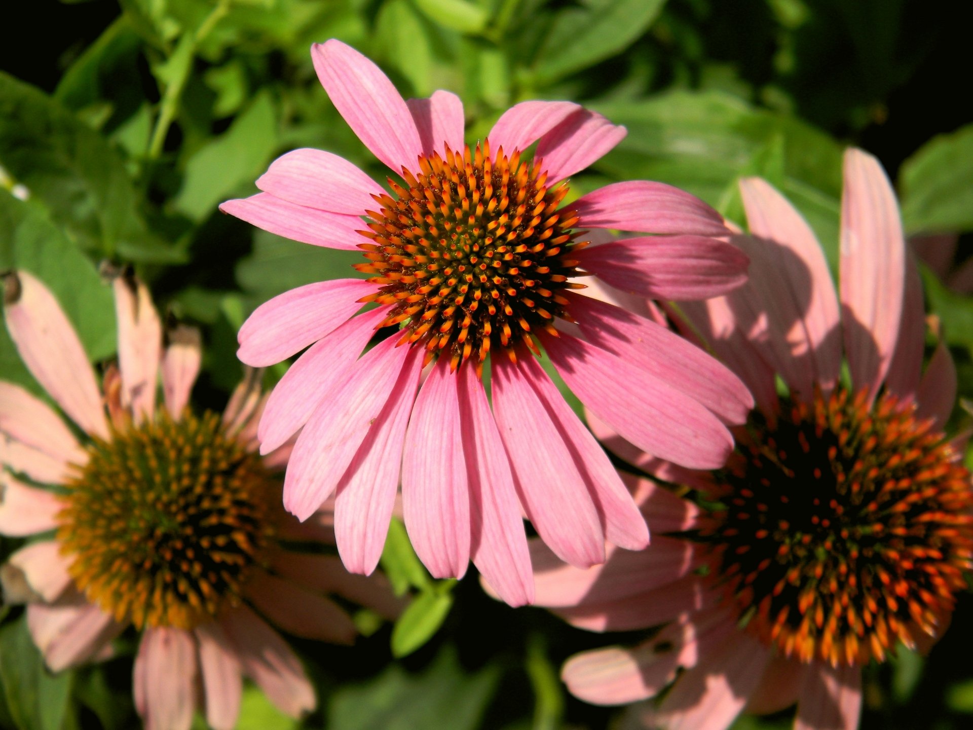 Download Nature Flower 4k Ultra HD Wallpaper | 4000x3000 | Wallpaper Abyss