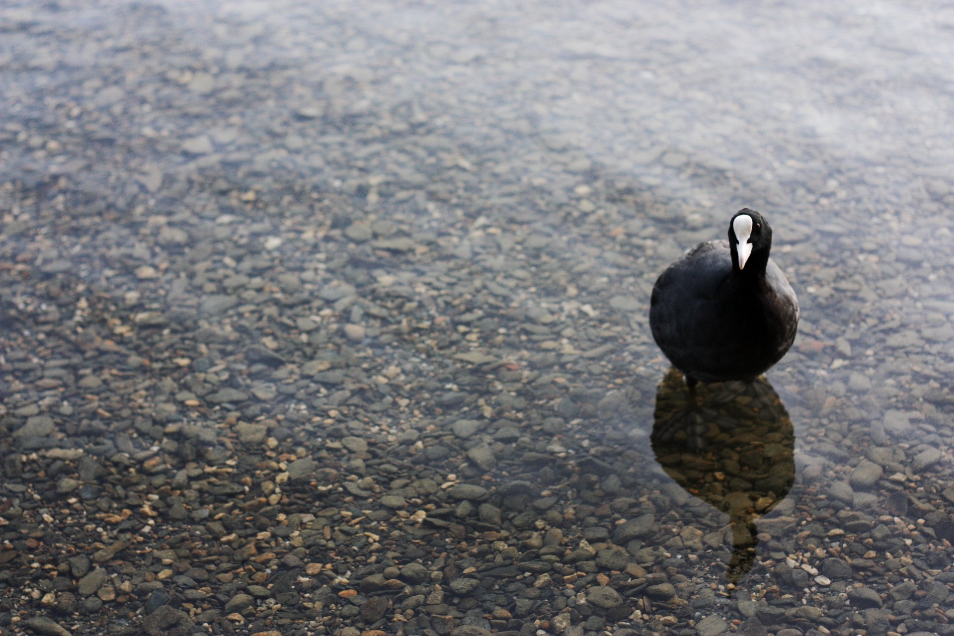 Download Animal Duck 4k Ultra HD Wallpaper by Vriskson