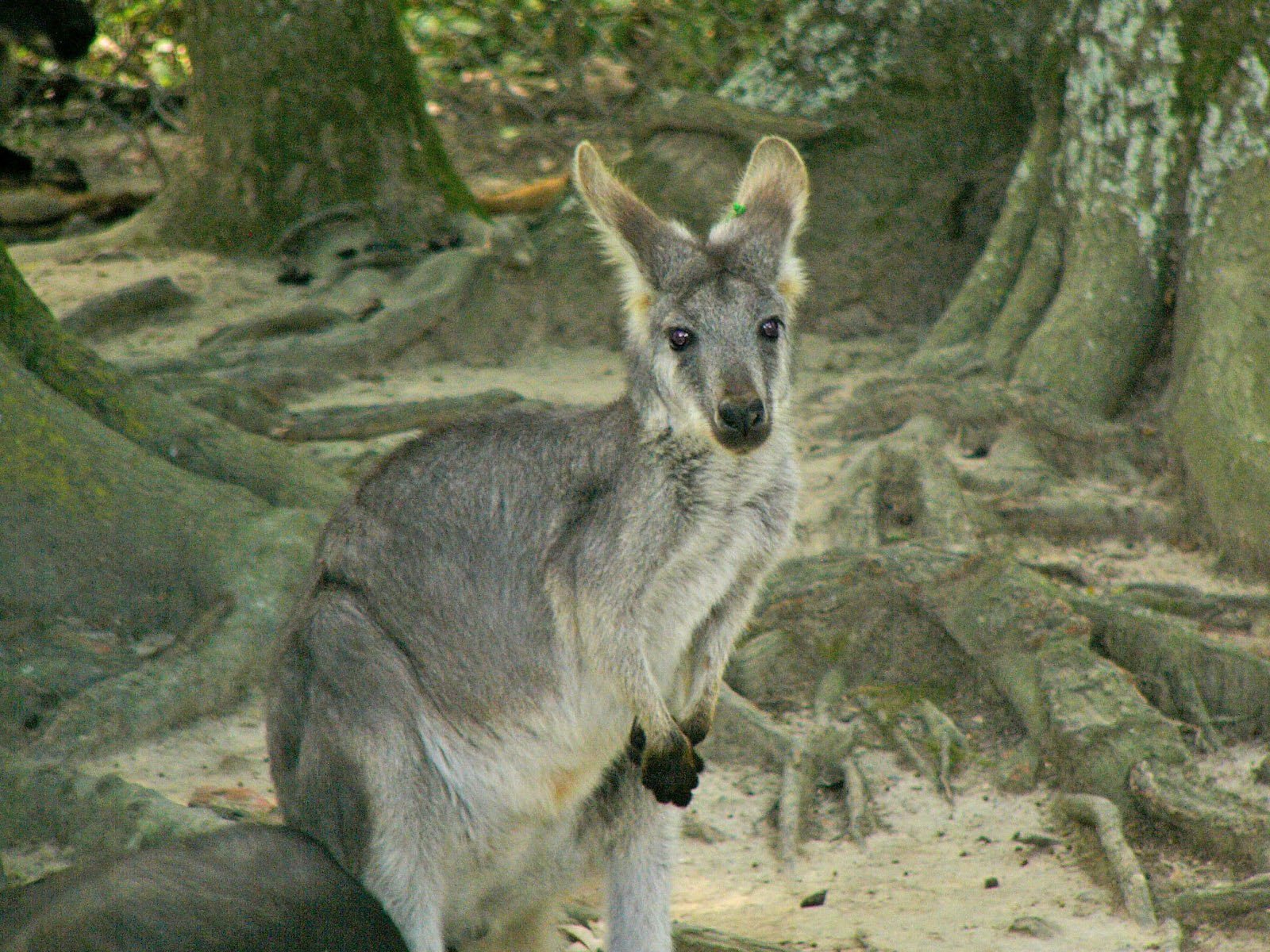 Download Animal Wallaroo Wallpaper