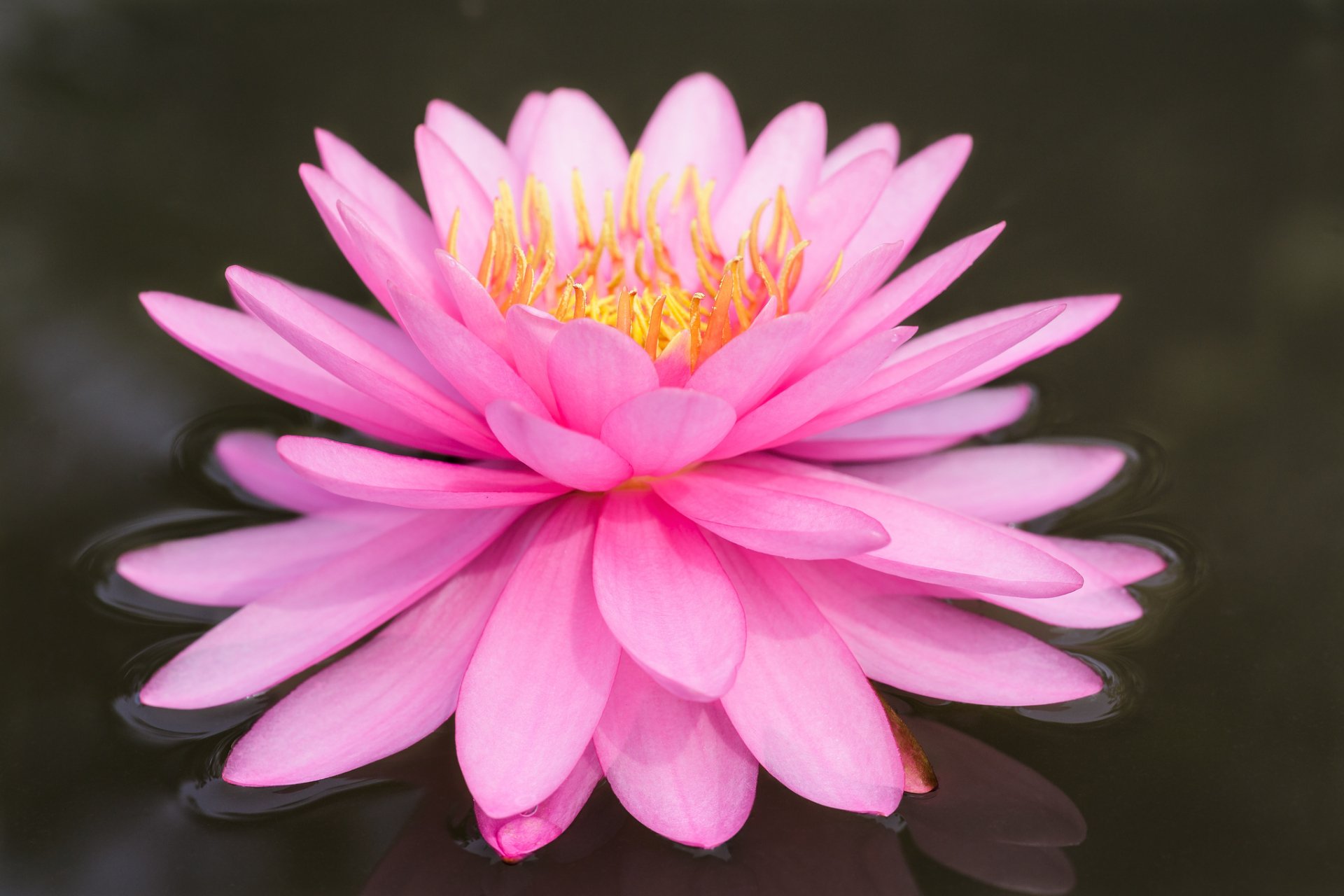 Serene Lotus Blossom HD Wallpaper – Nature's Elegance | 2048x1365 ...