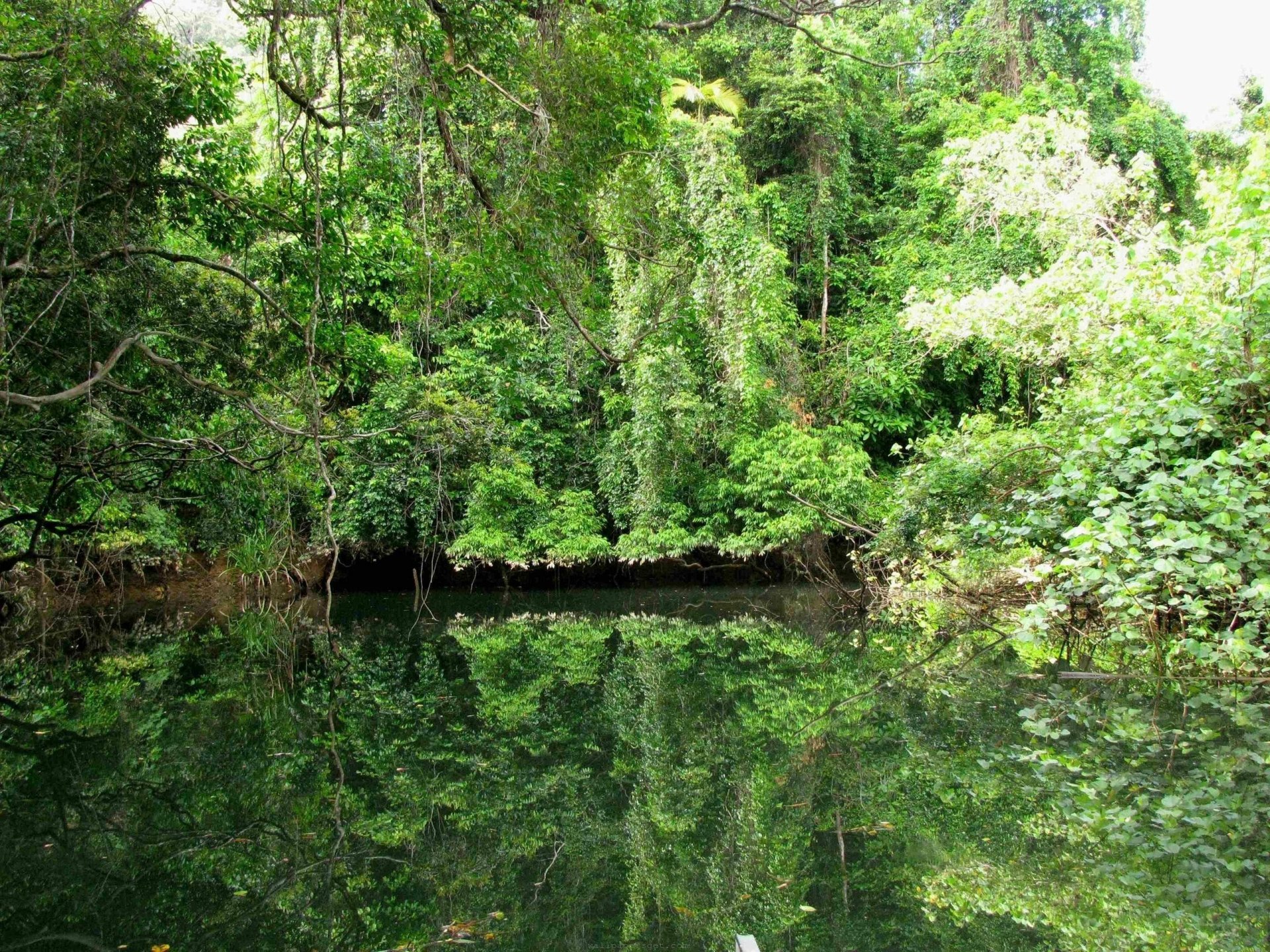 Daintree Rainforest Serenity: Lush Forest Reflections HD Wallpaper