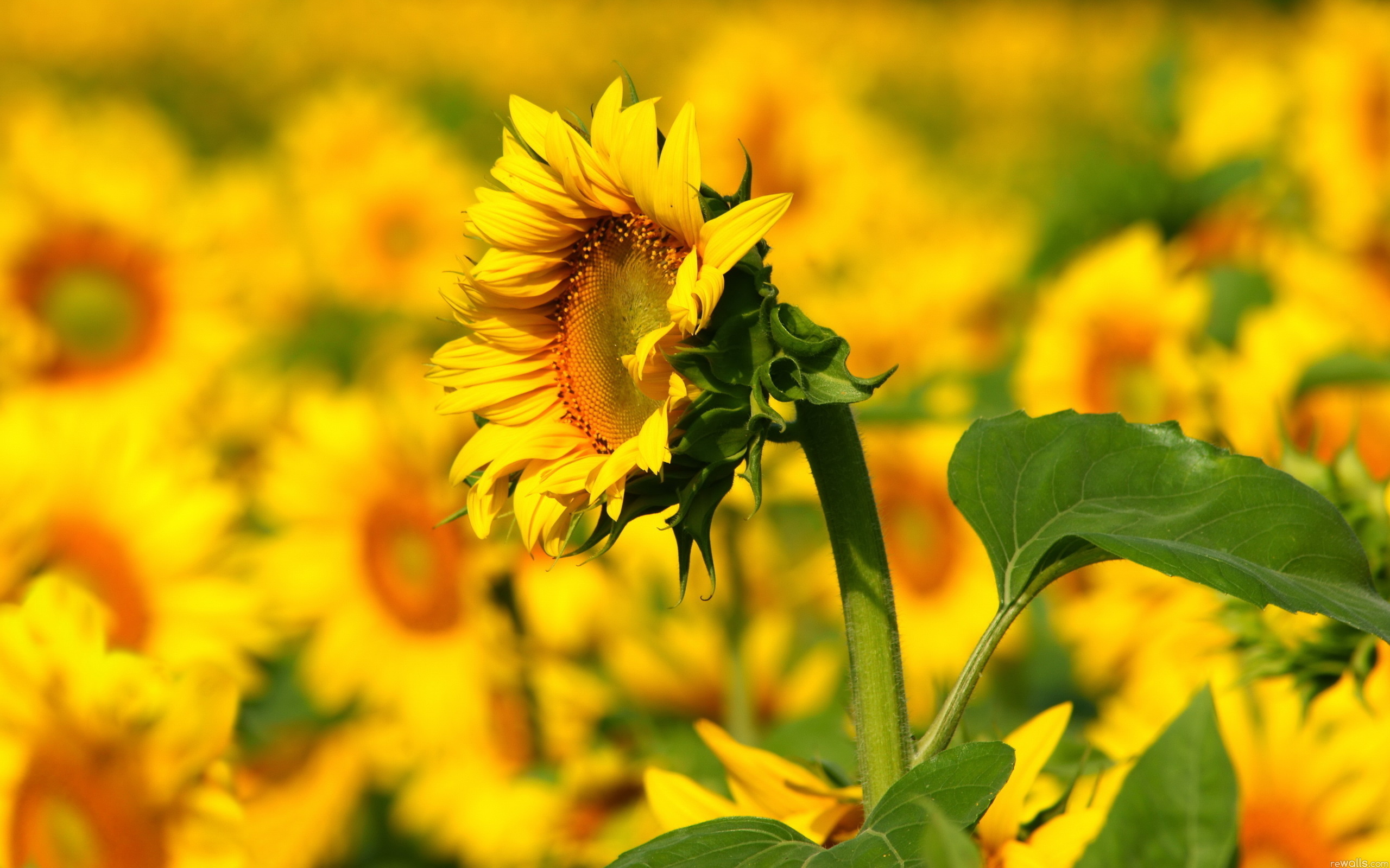 Download Nature Sunflower HD Wallpaper