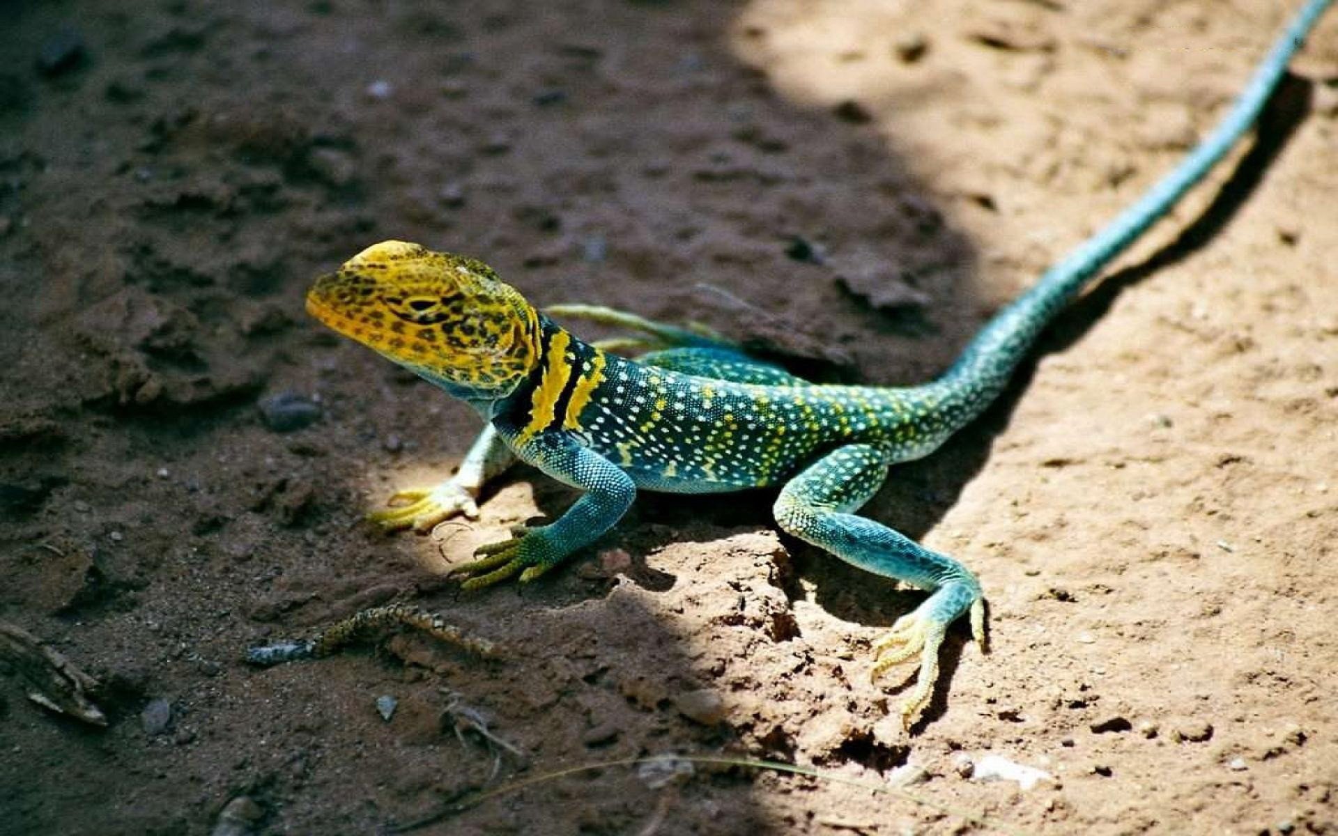 Download Eastern Collared Lizard Animal Collared Lizard HD Wallpaper