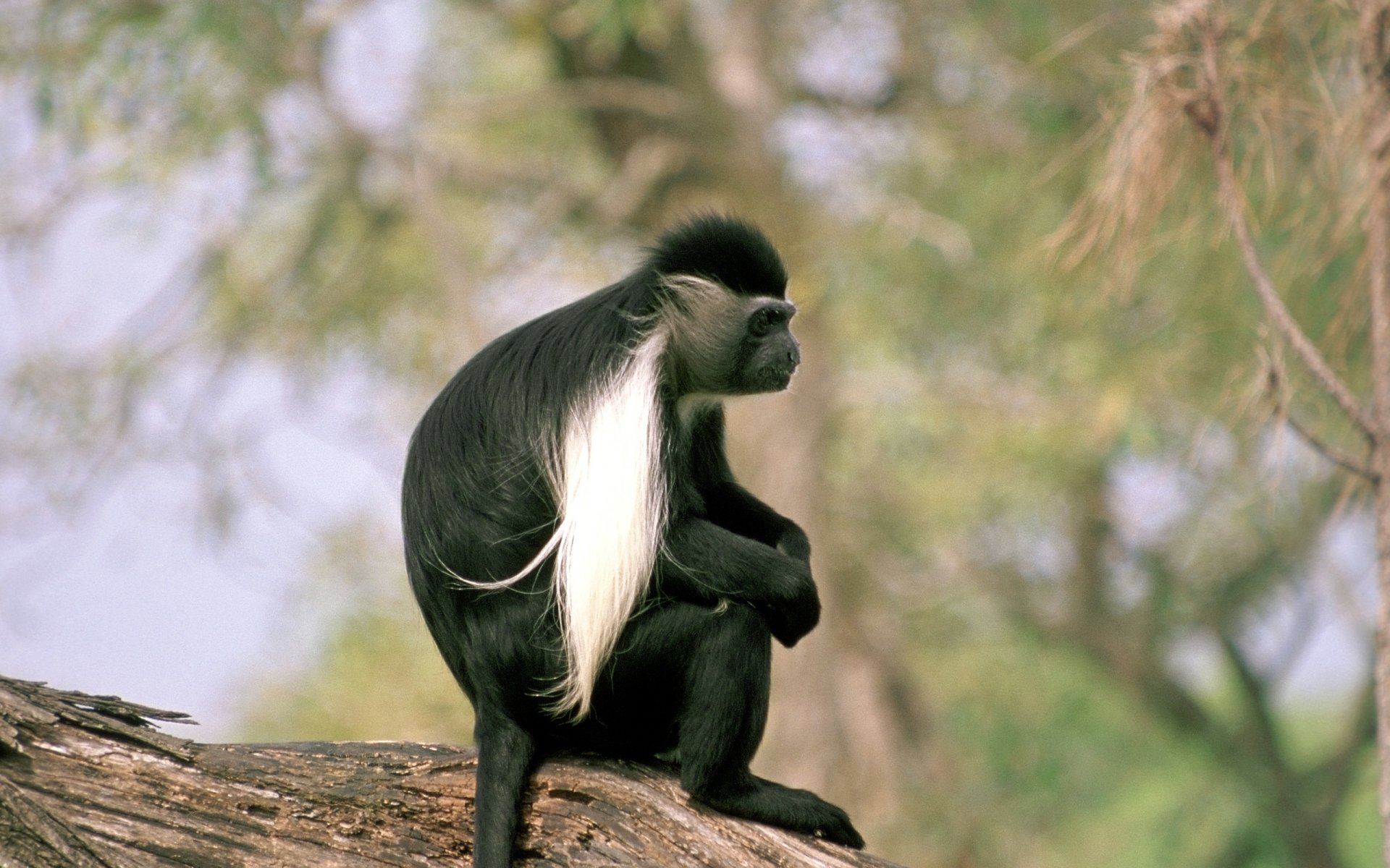 Download Animal Colobus Monkey HD Wallpaper