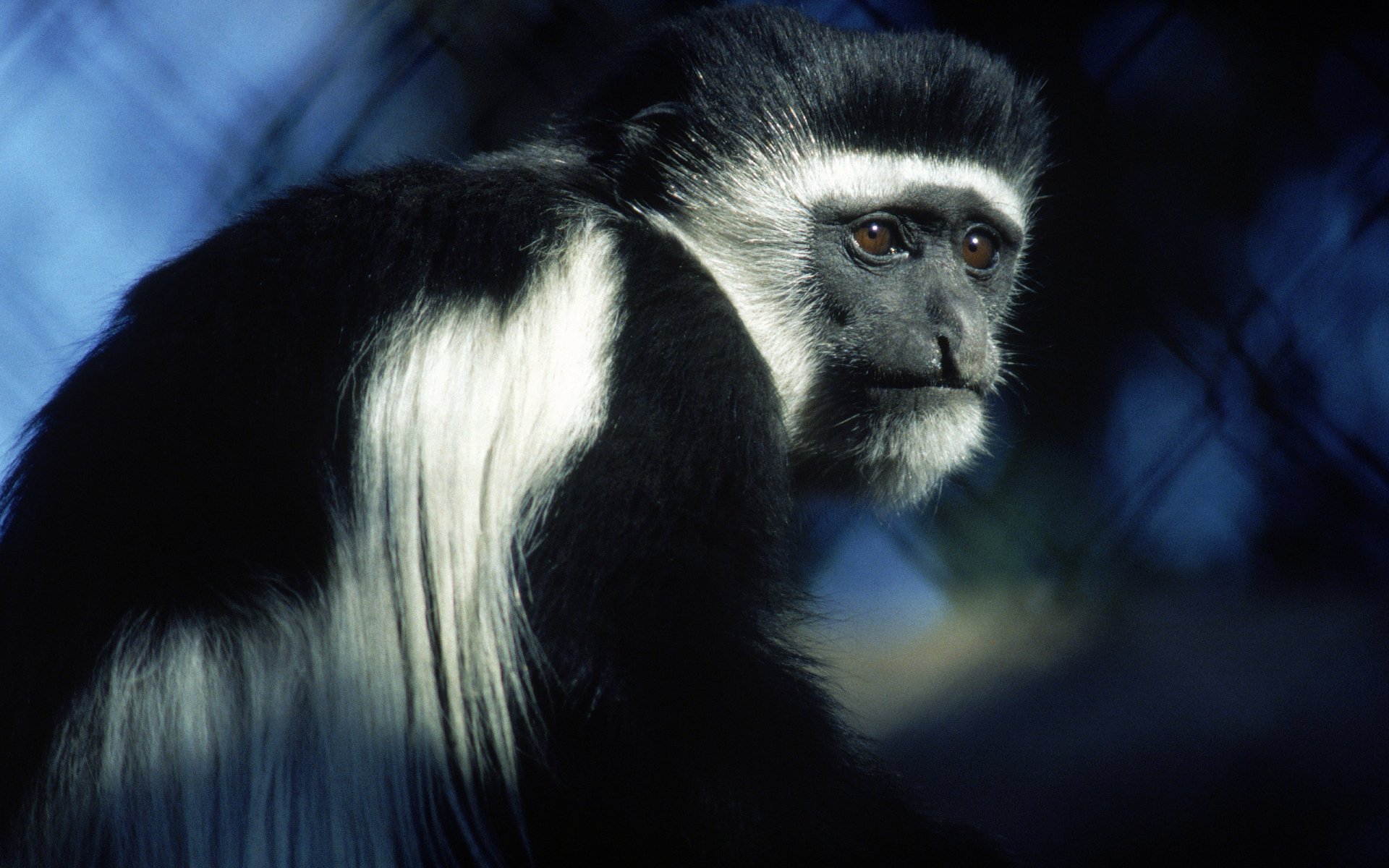 Majestic Colobus Monkey HD Wallpaper: Wild Beauty in Focus