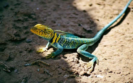 Collared Lizard - Desktop Wallpapers, Phone Wallpaper, PFP, Gifs, and More!