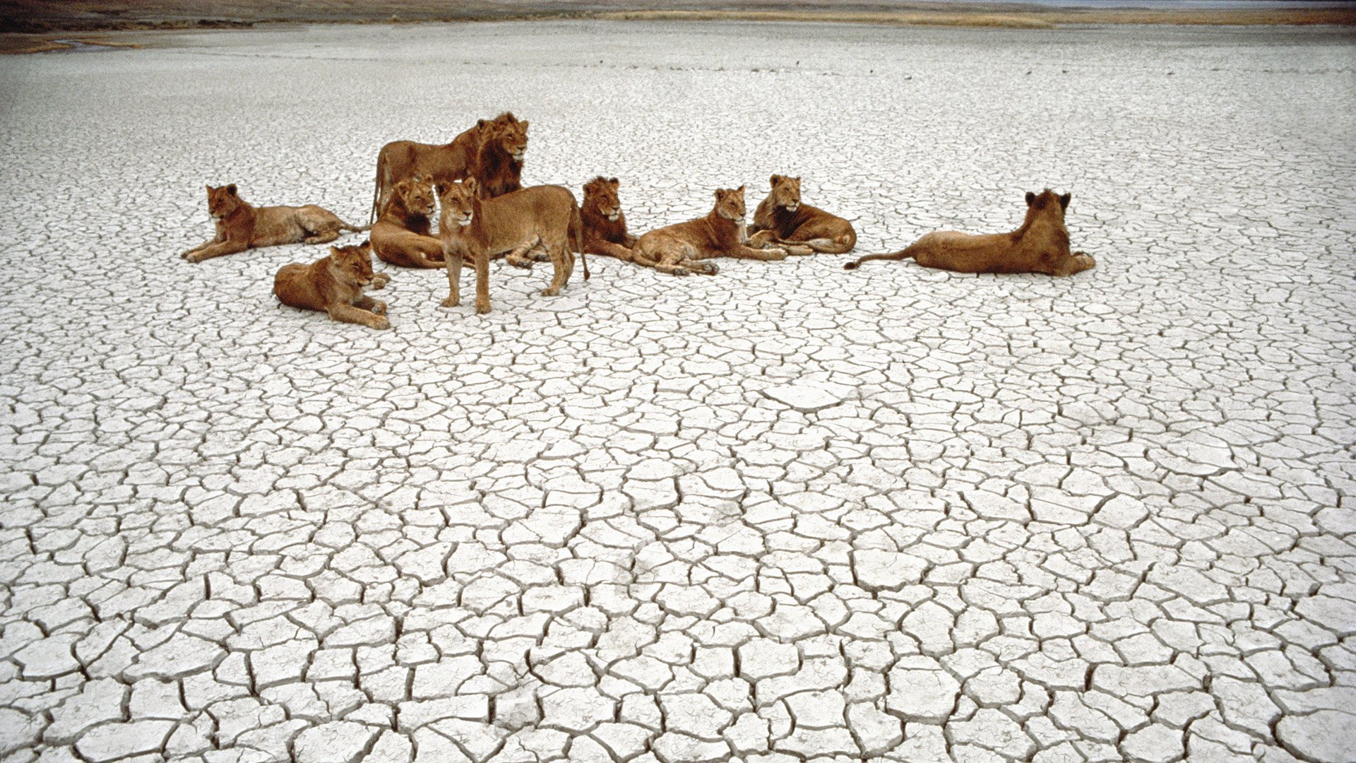Majestic Lions Gathering on Arid Land | Stunning HD Animal Wallpaper
