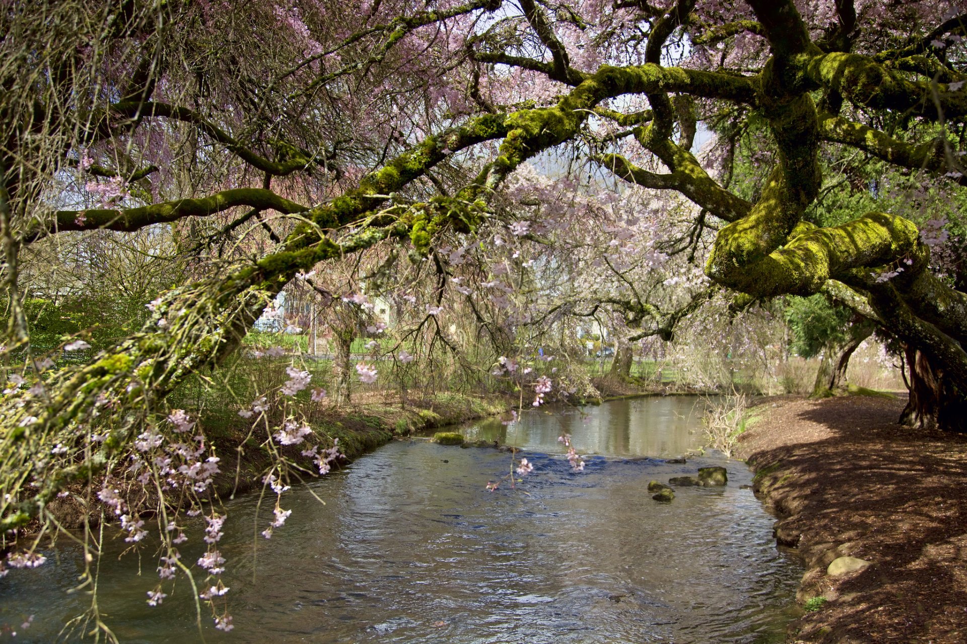 Serene River Bliss: HD Nature Wallpaper | 2048x1365 | Wallpaper Abyss
