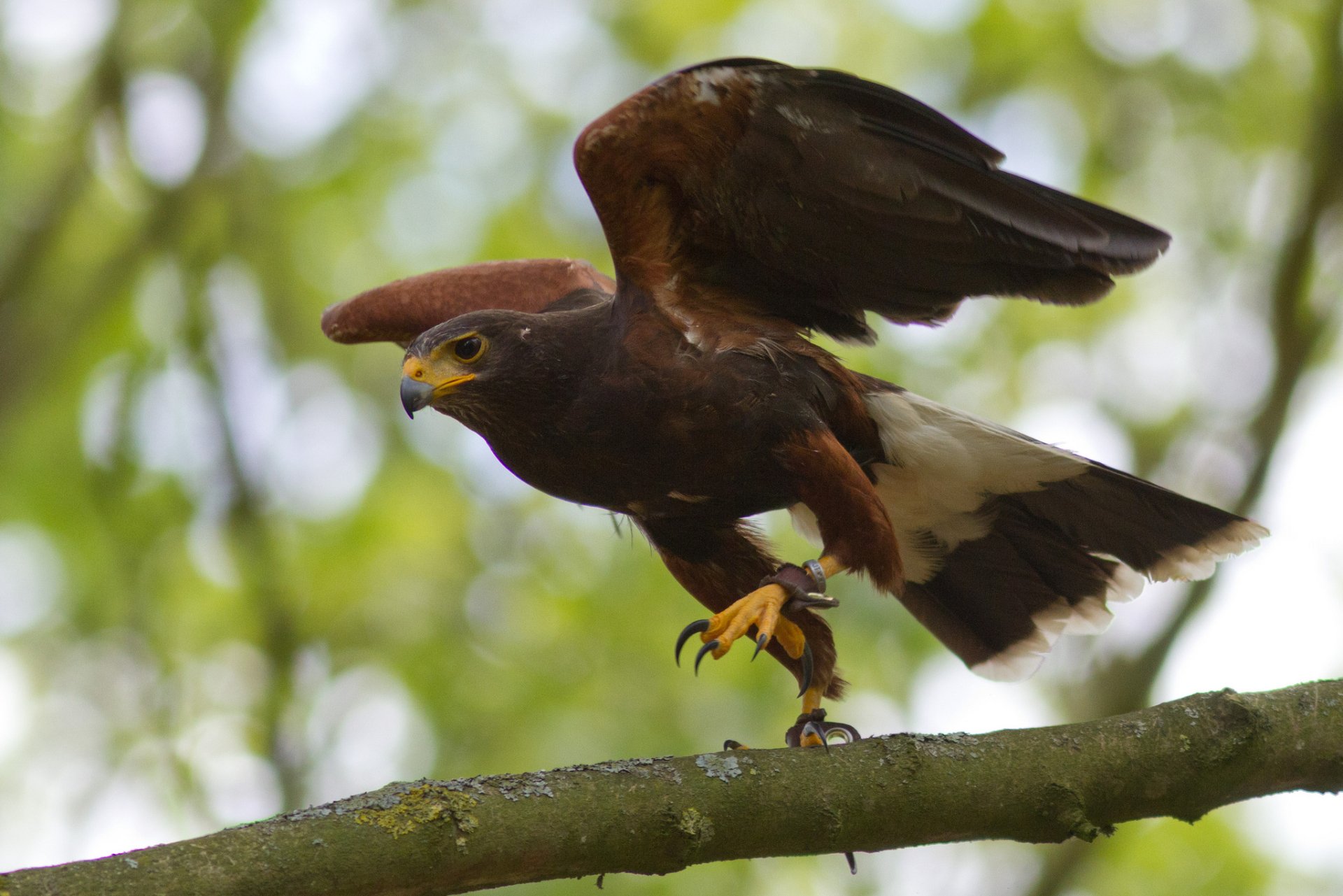 Harris's Hawk HD Wallpaper: Majestic Beauty in Flight