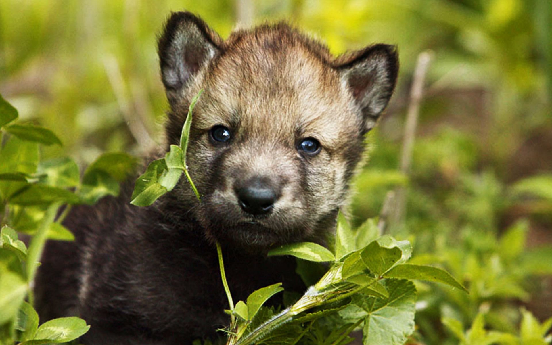 HD Wolf Pup in the Wild: Nature’s Young Guardian