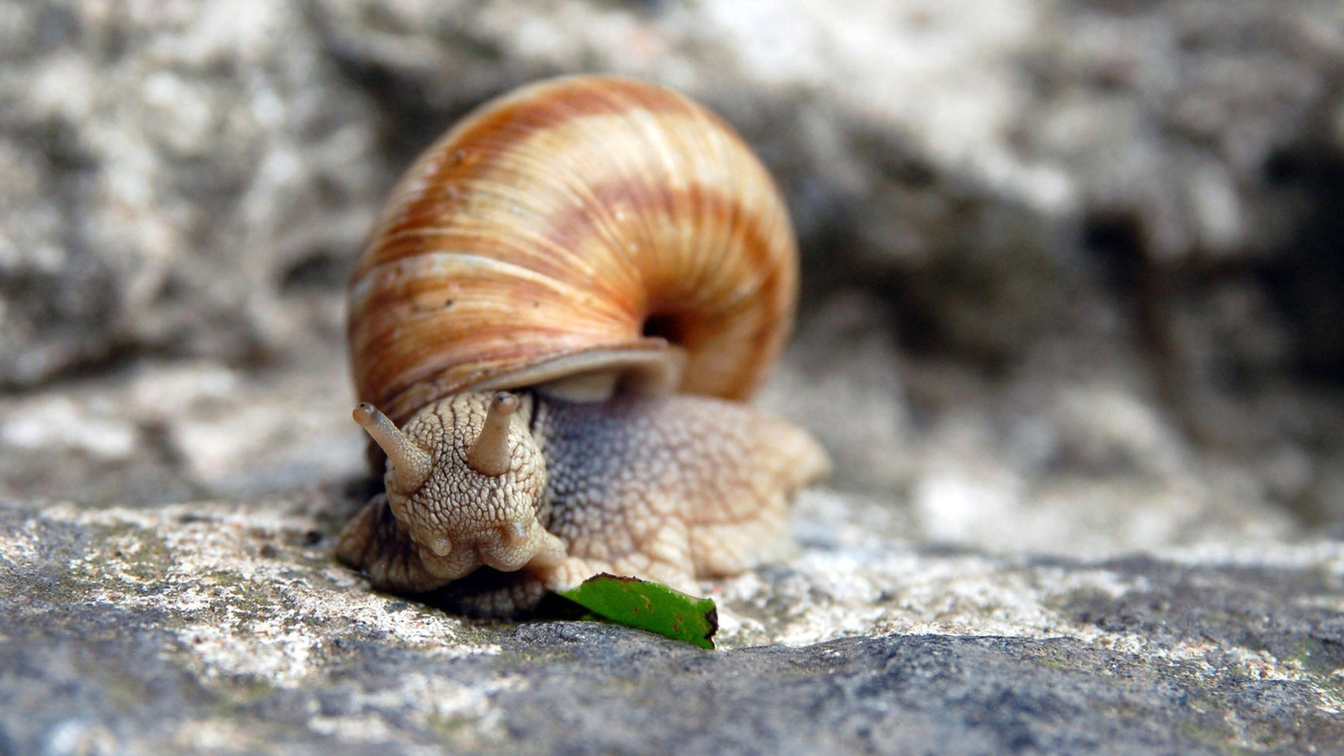 Download Animal Snail HD Wallpaper