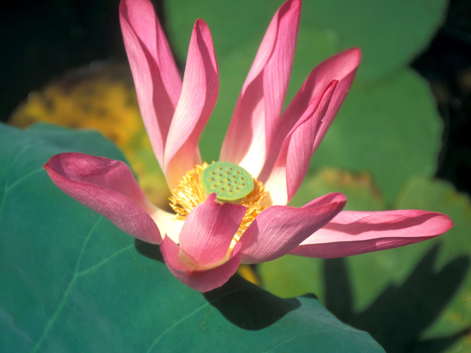 Serene Pink Lotus — HD Nature Wallpaper