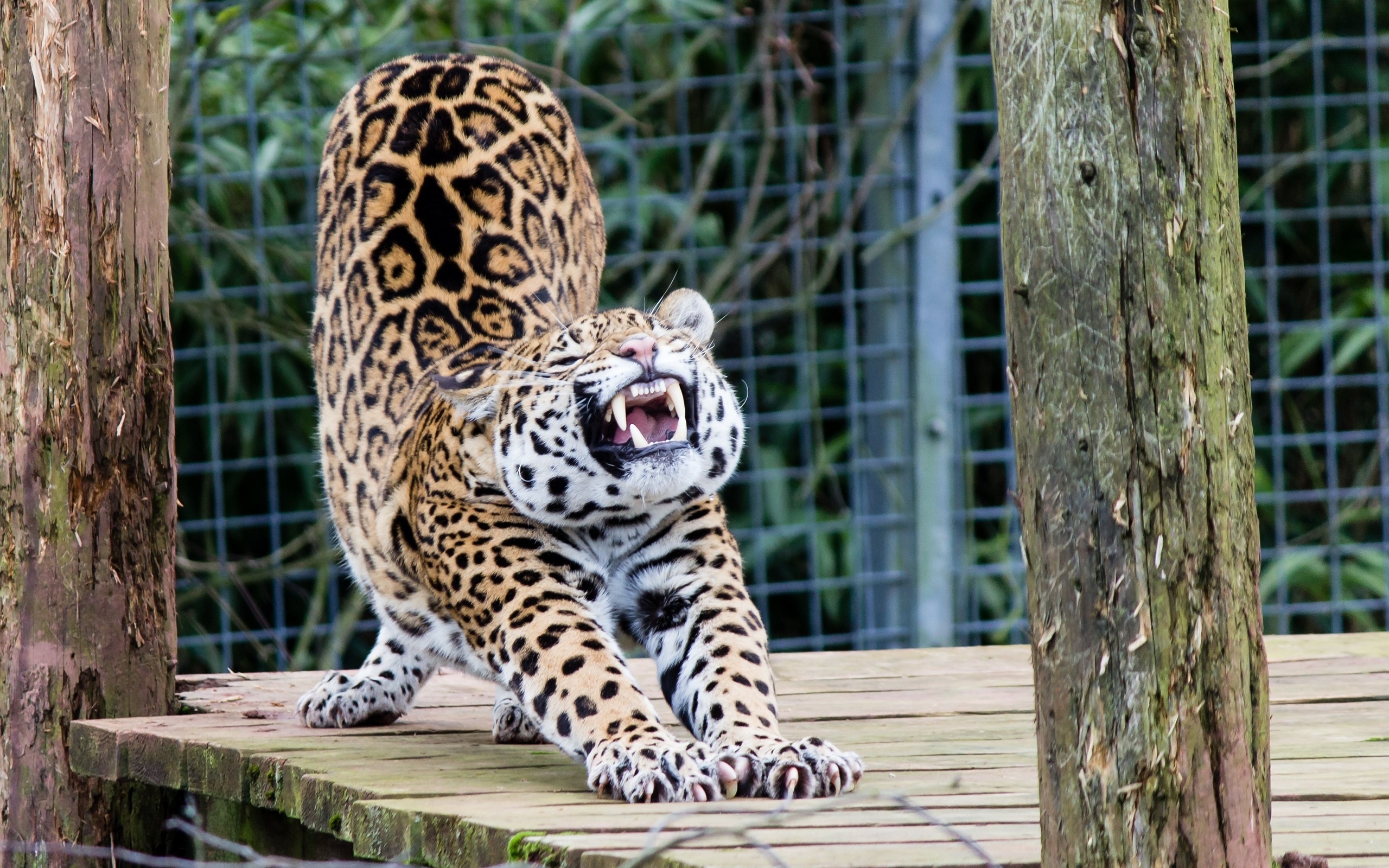 Jaguar Majesty: Stunning HD Wildlife Wallpaper