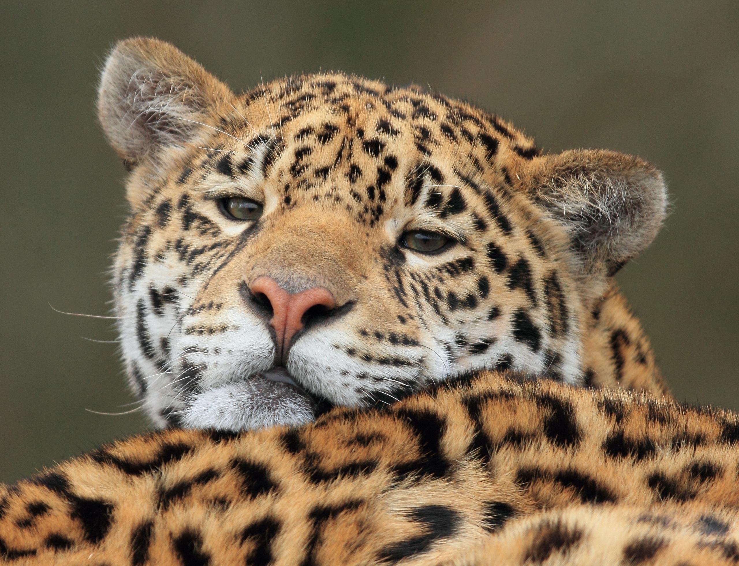 Animal Jaguar HD Wallpaper