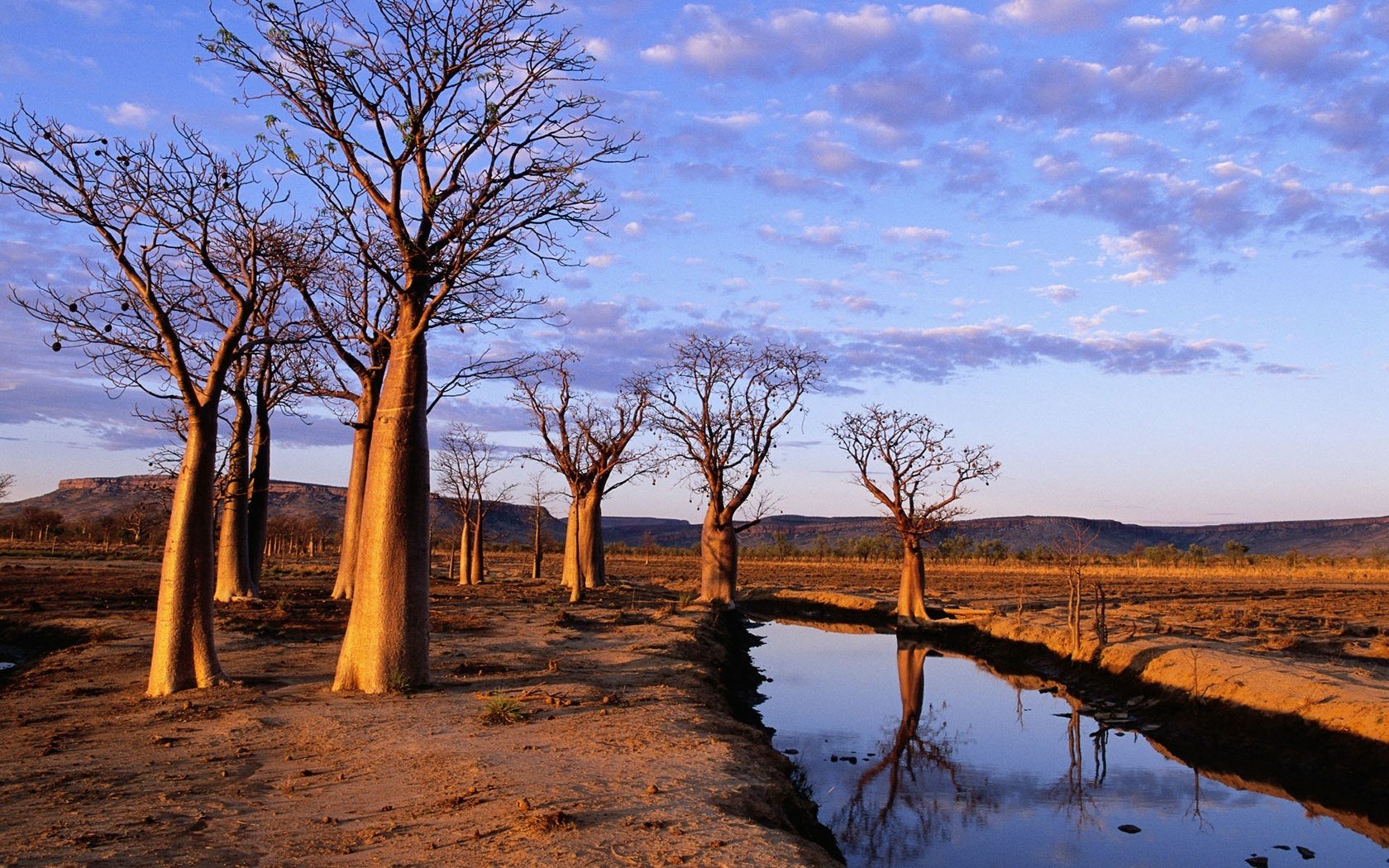Majestic Baobab Trees HD Wallpaper: Nature’s Timeless Giants by jan zwiener