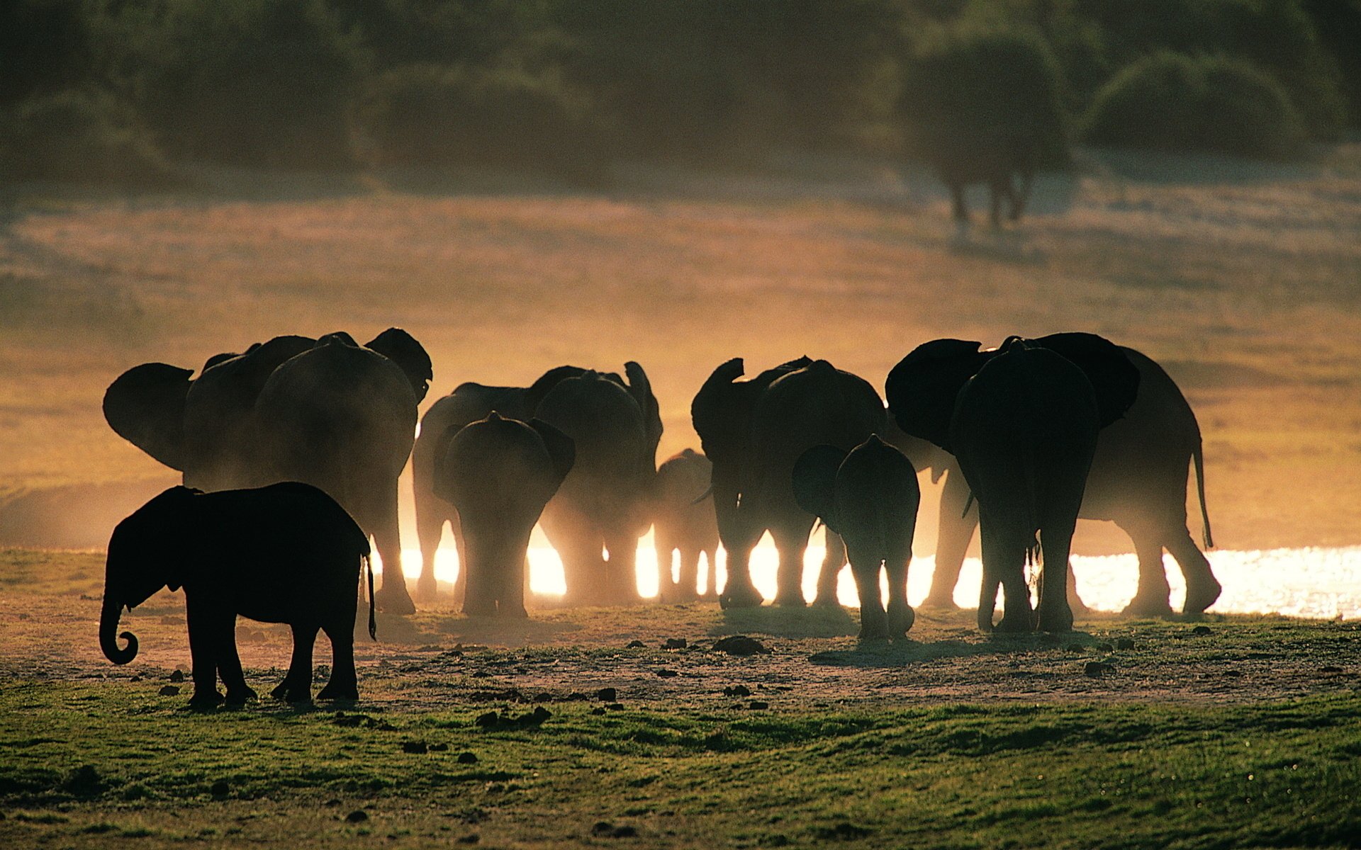 Majestic African Bush Elephants at Sunset | HD Wildlife Wallpaper