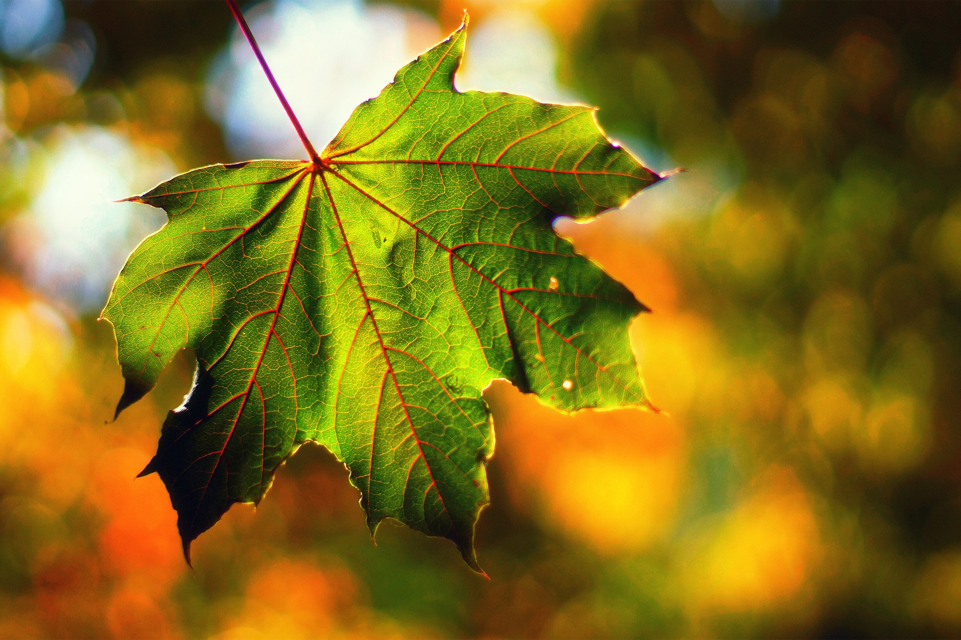 Download Nature Leaf HD Wallpaper