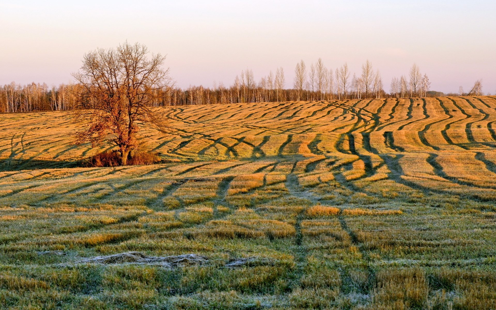 Download Nature Field HD Wallpaper | 2560x1600 | Wallpaper Abyss