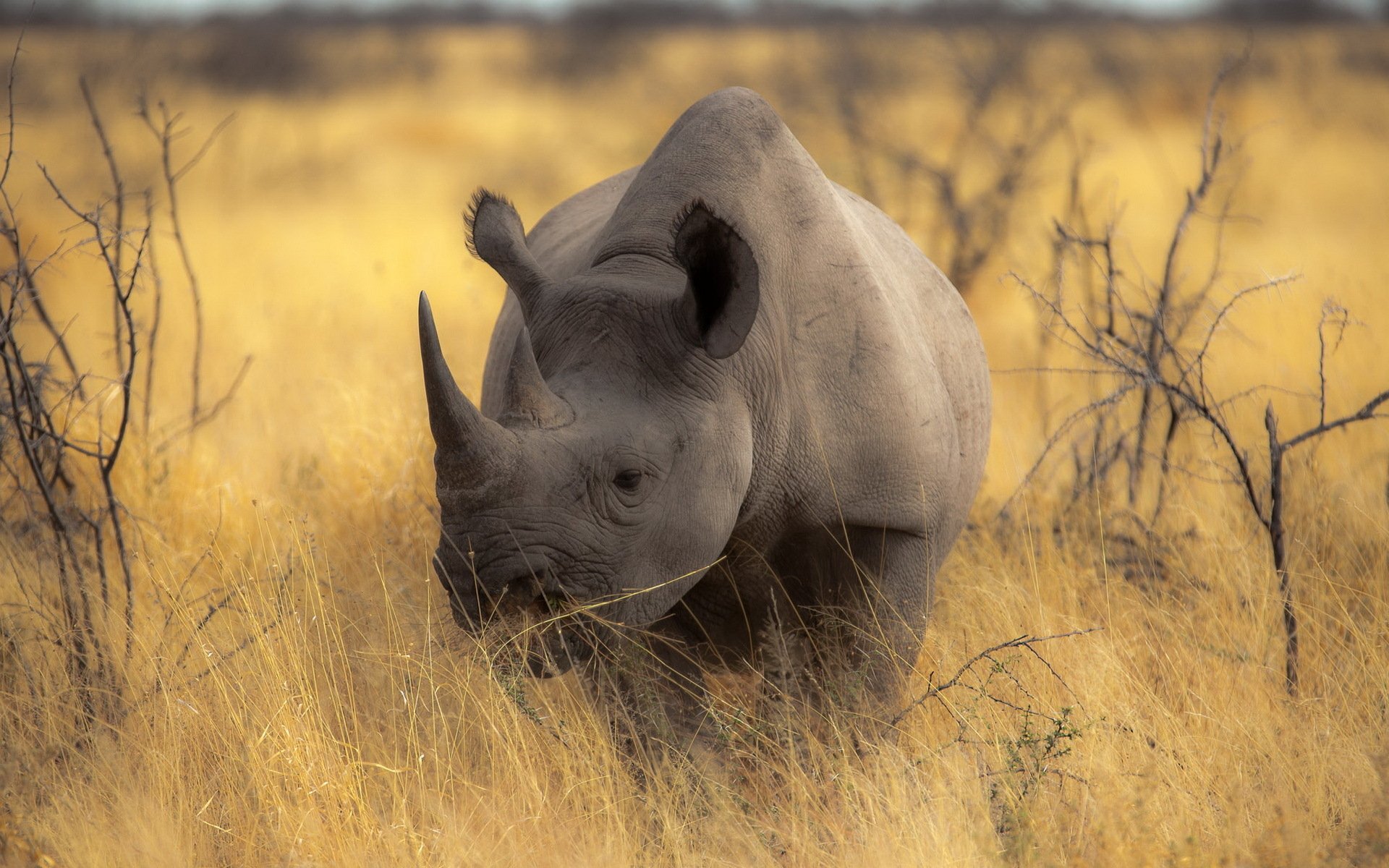 Download Animal Rhino HD Wallpaper | 1920x1200 | Wallpaper Abyss