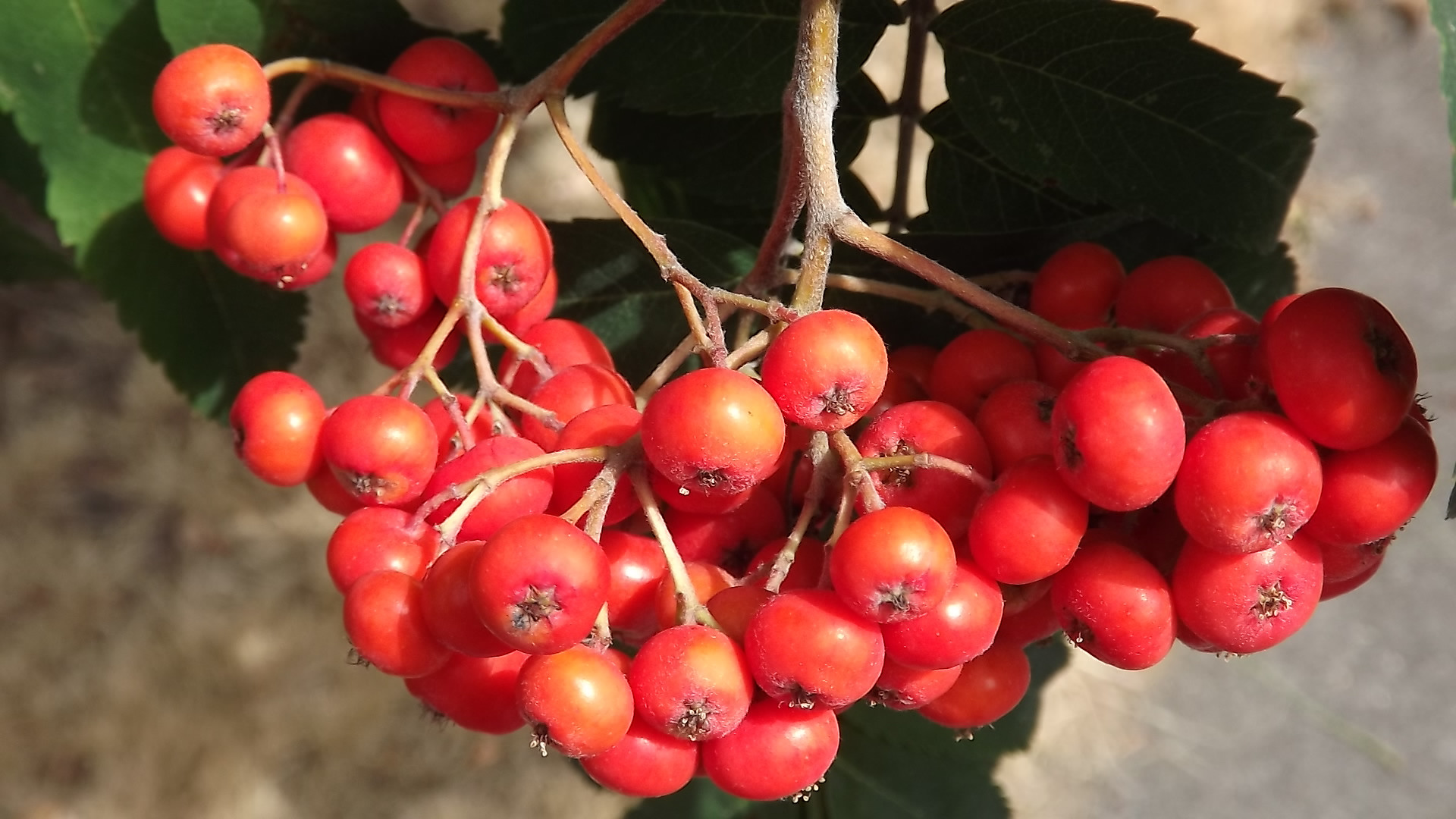 Rowan HD Wallpaper | Background Image | 1920x1080