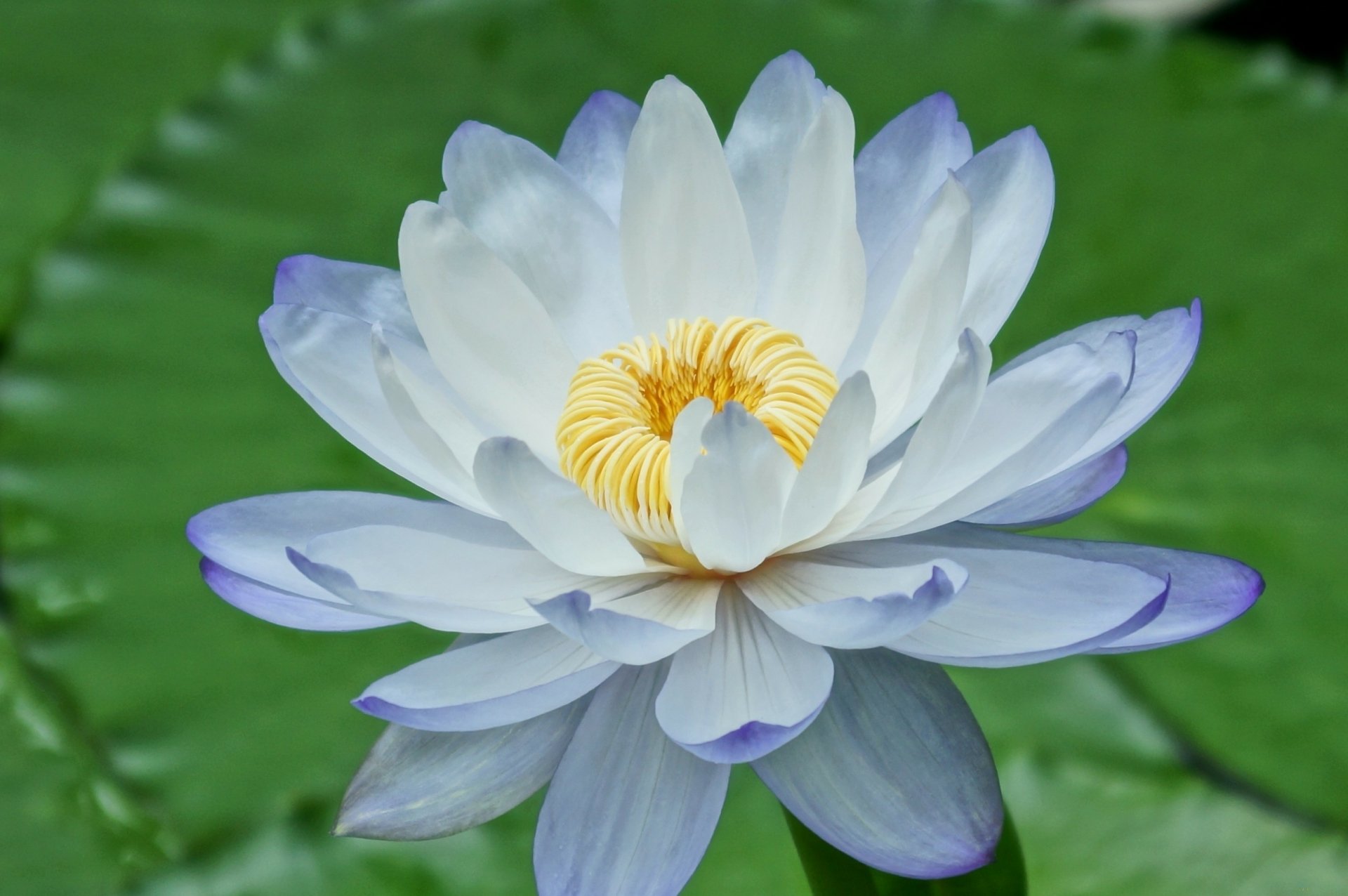 Serene Lotus Bloom HD Wallpaper – Nature’s Pure Beauty